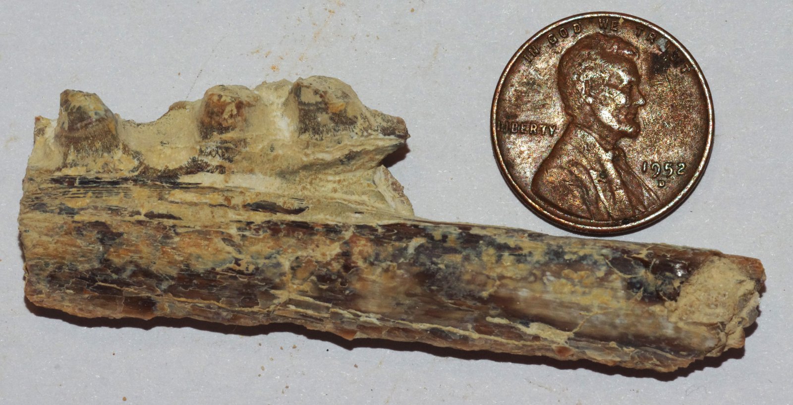 Cimolichthys nepholica Jaw - Member Collections - The Fossil Forum