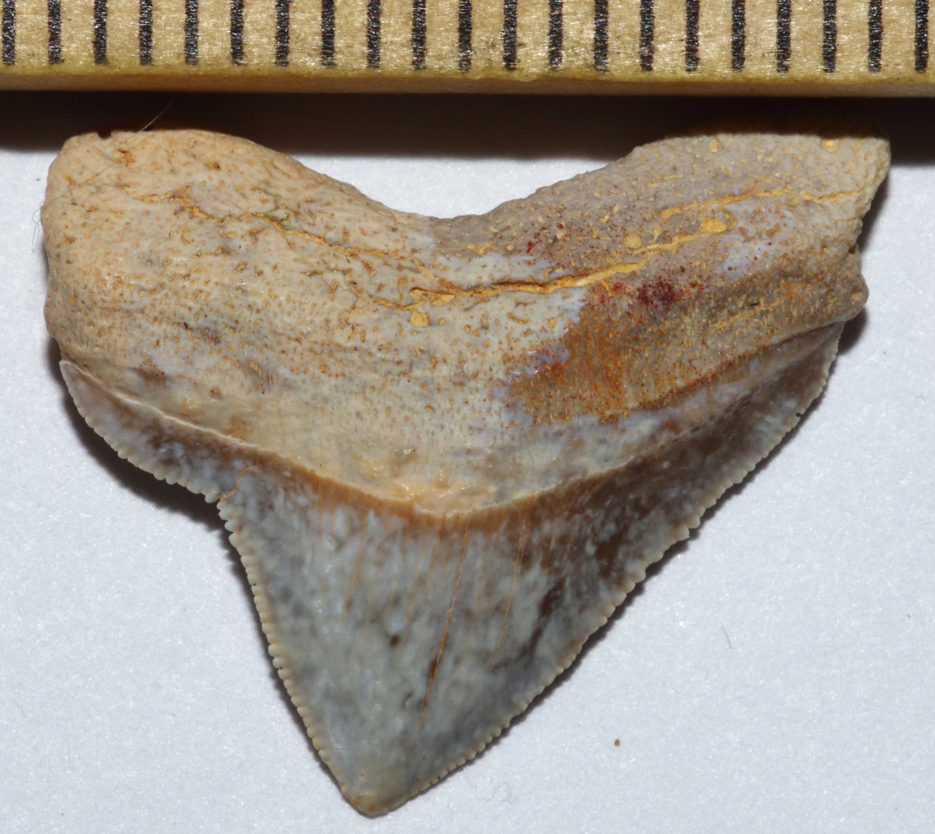 Squalicorax falcatus - Member Collections - The Fossil Forum