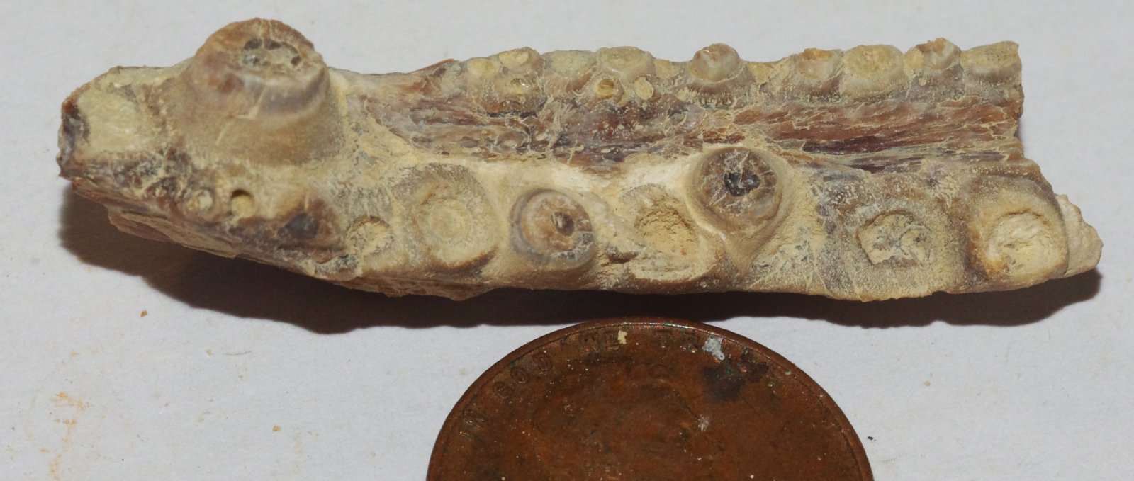 Cimolichthys nepholica Jaw - Member Collections - The Fossil Forum