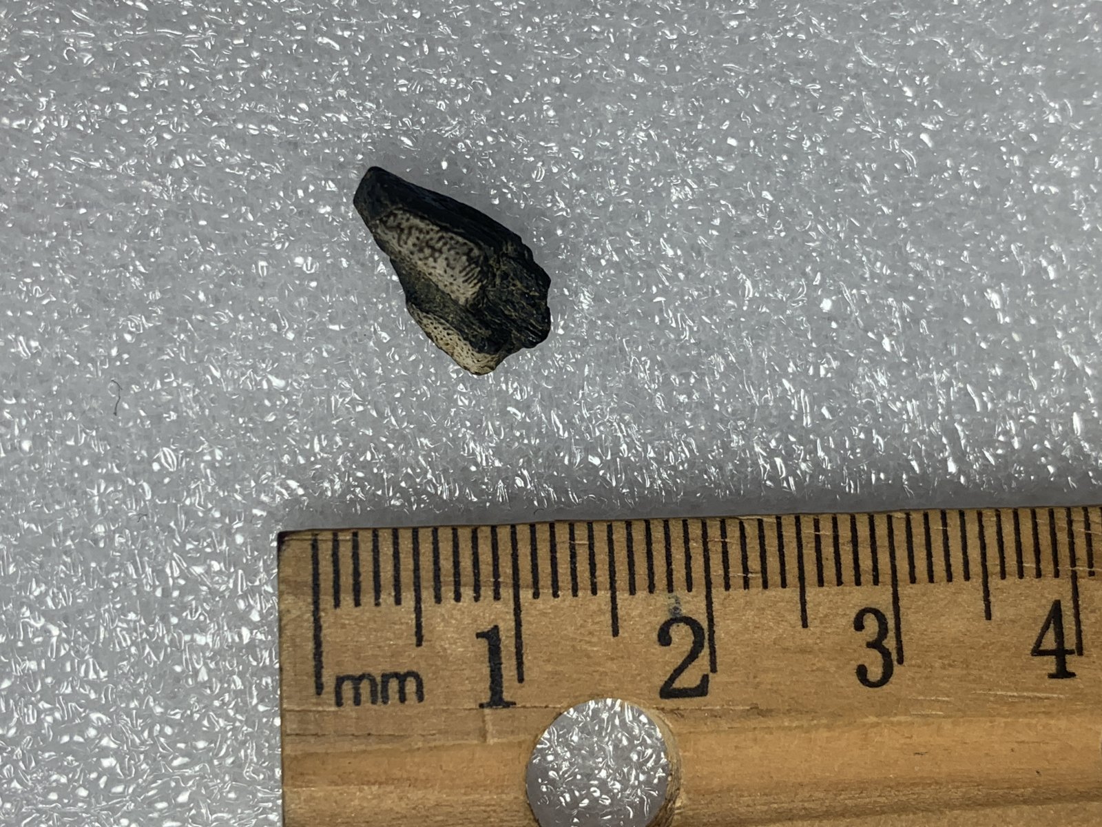 Ratfish Jaw - Member Collections - The Fossil Forum