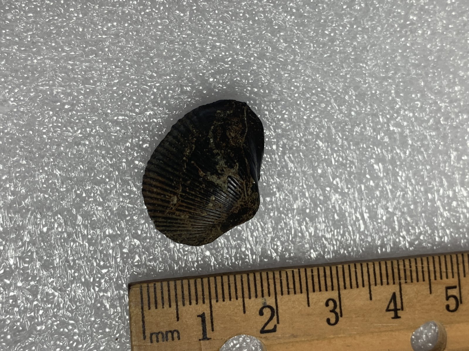 Ark? - Member Collections - The Fossil Forum