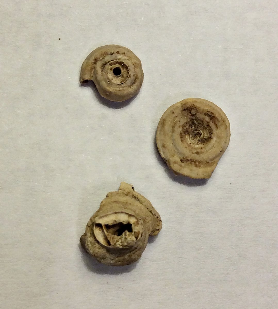 Worm Tubes from the Vincentown Formation - Member Collections - The ...