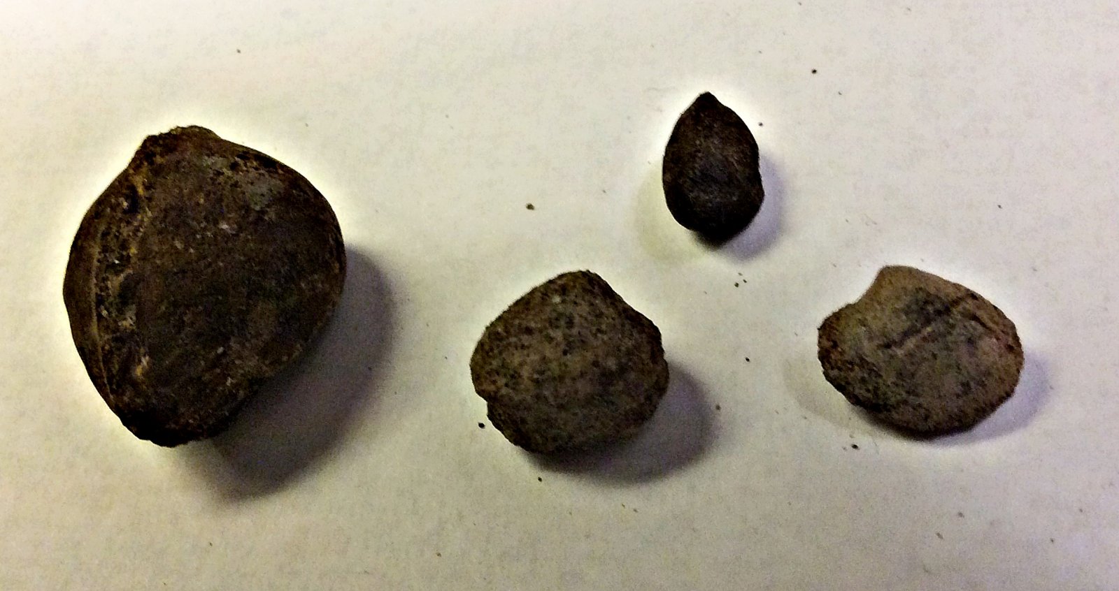 Bivalve Internal Molds from the Vincentown Formation - Member ...
