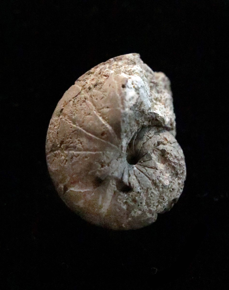 Nautiloid - Member Collections - The Fossil Forum
