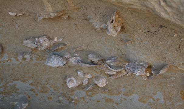 Trip to Cyprus - Fossil Hunting Trips - The Fossil Forum