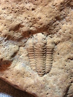 True or false Mazon Creek trilobites - General Fossil Discussion - The ...
