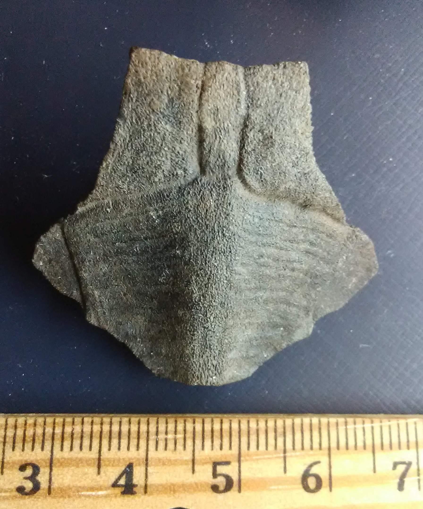 Turtle Nuchal Bone - Fossil ID - The Fossil Forum