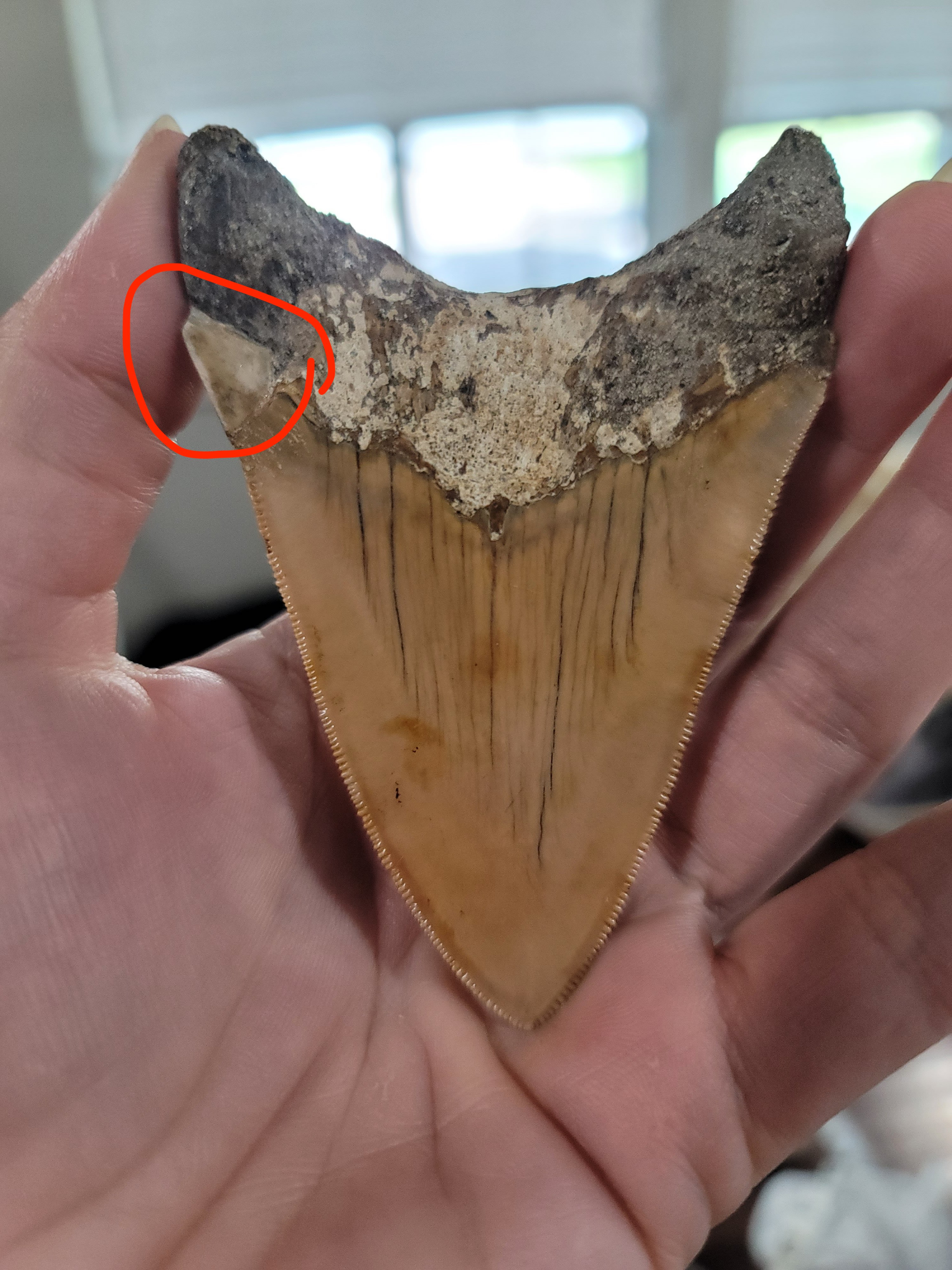 Are these real Megaladon teeth? - Is It Real? How to Recognize Fossil ...