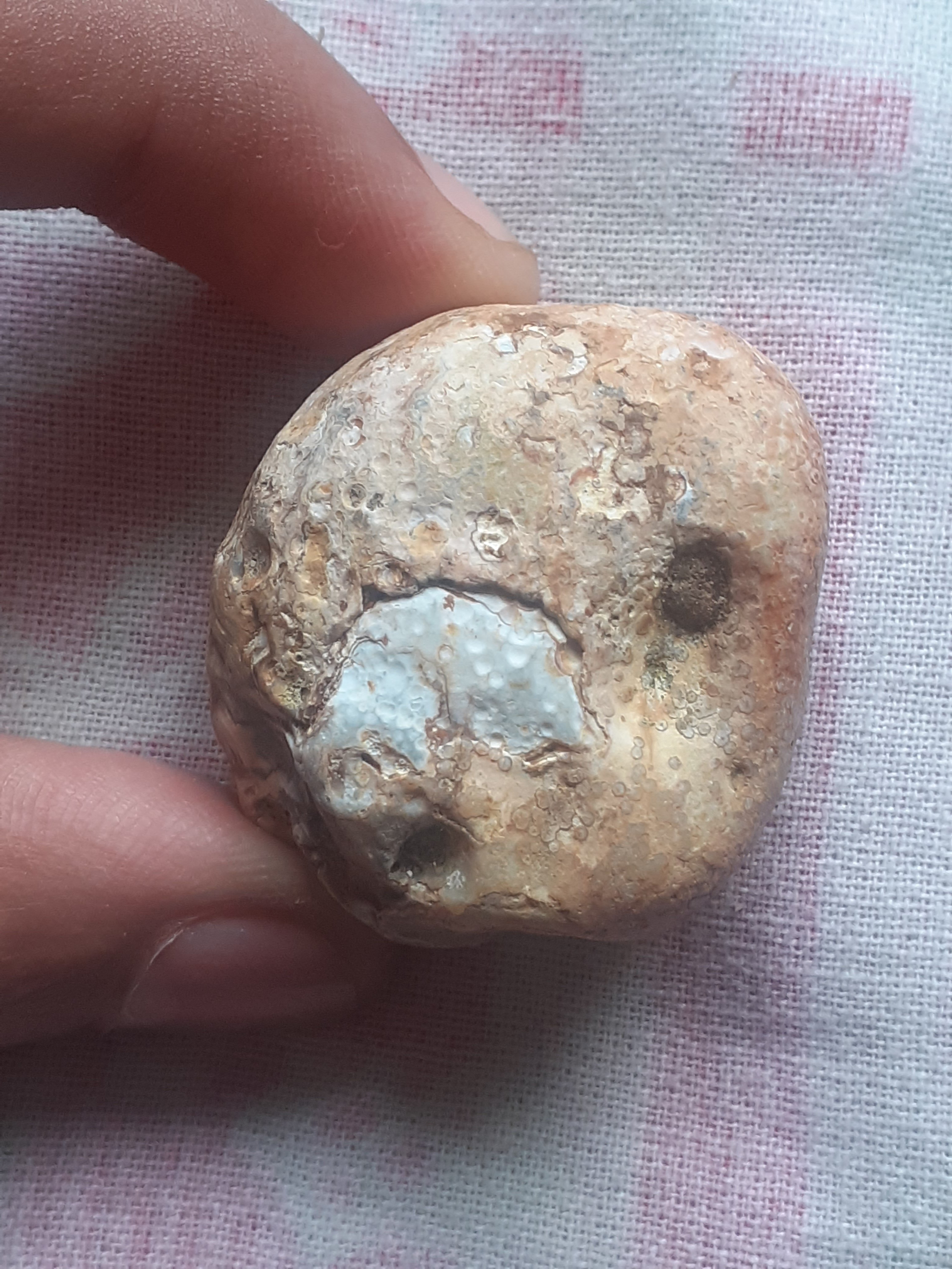 A small fossilized sea clam? - Fossil ID - The Fossil Forum