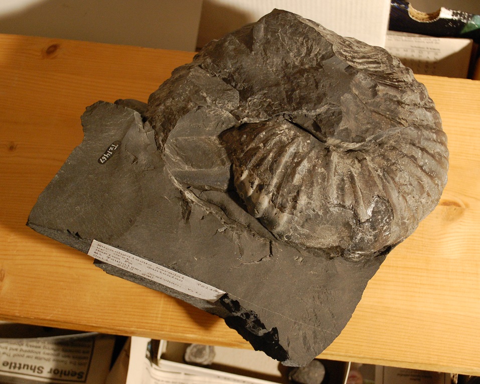 Labels on fossils - pros and cons; show and tell - General Fossil ...