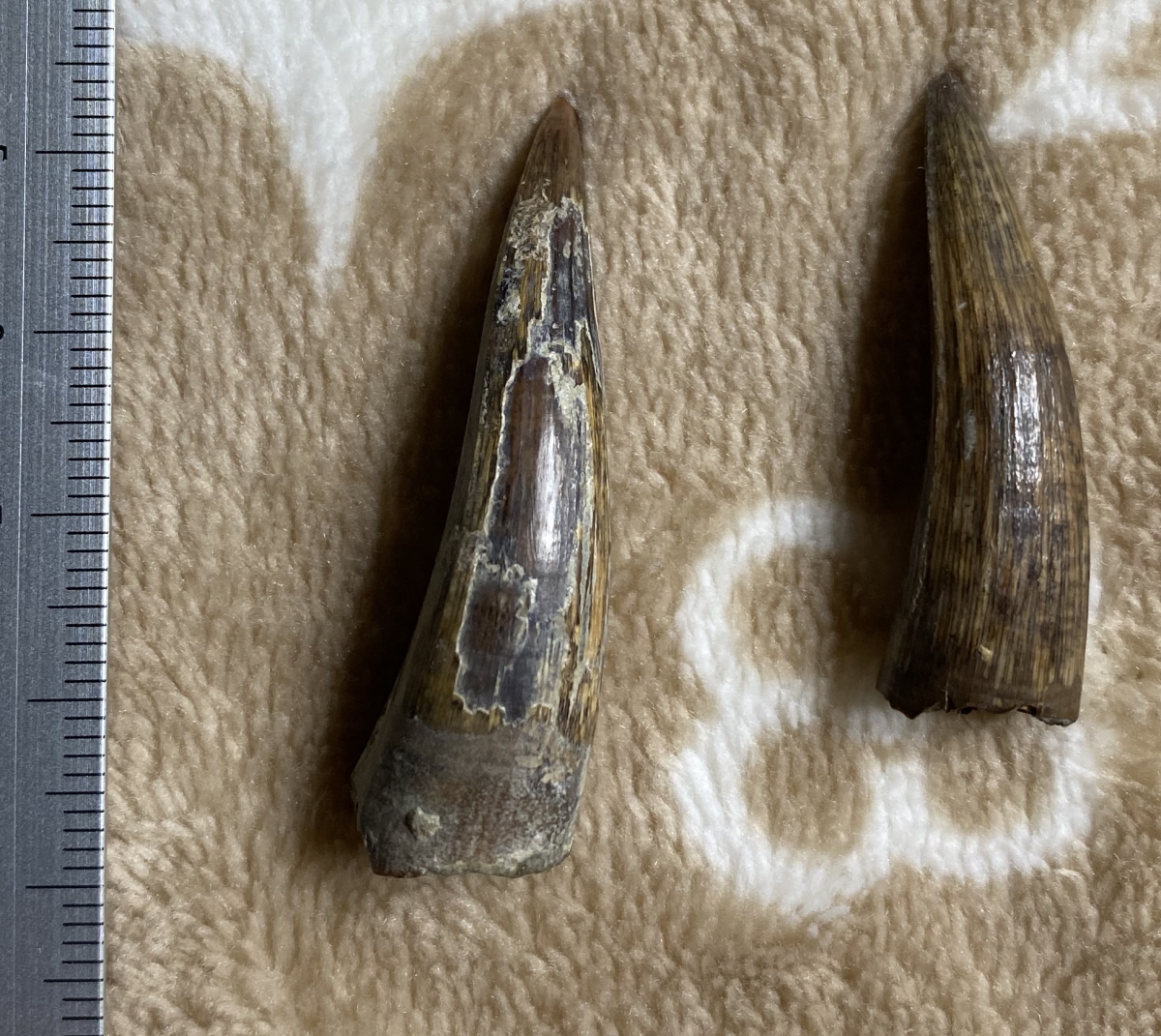 Elrhaz Crocodylomorph Fang? - Fossil ID - The Fossil Forum