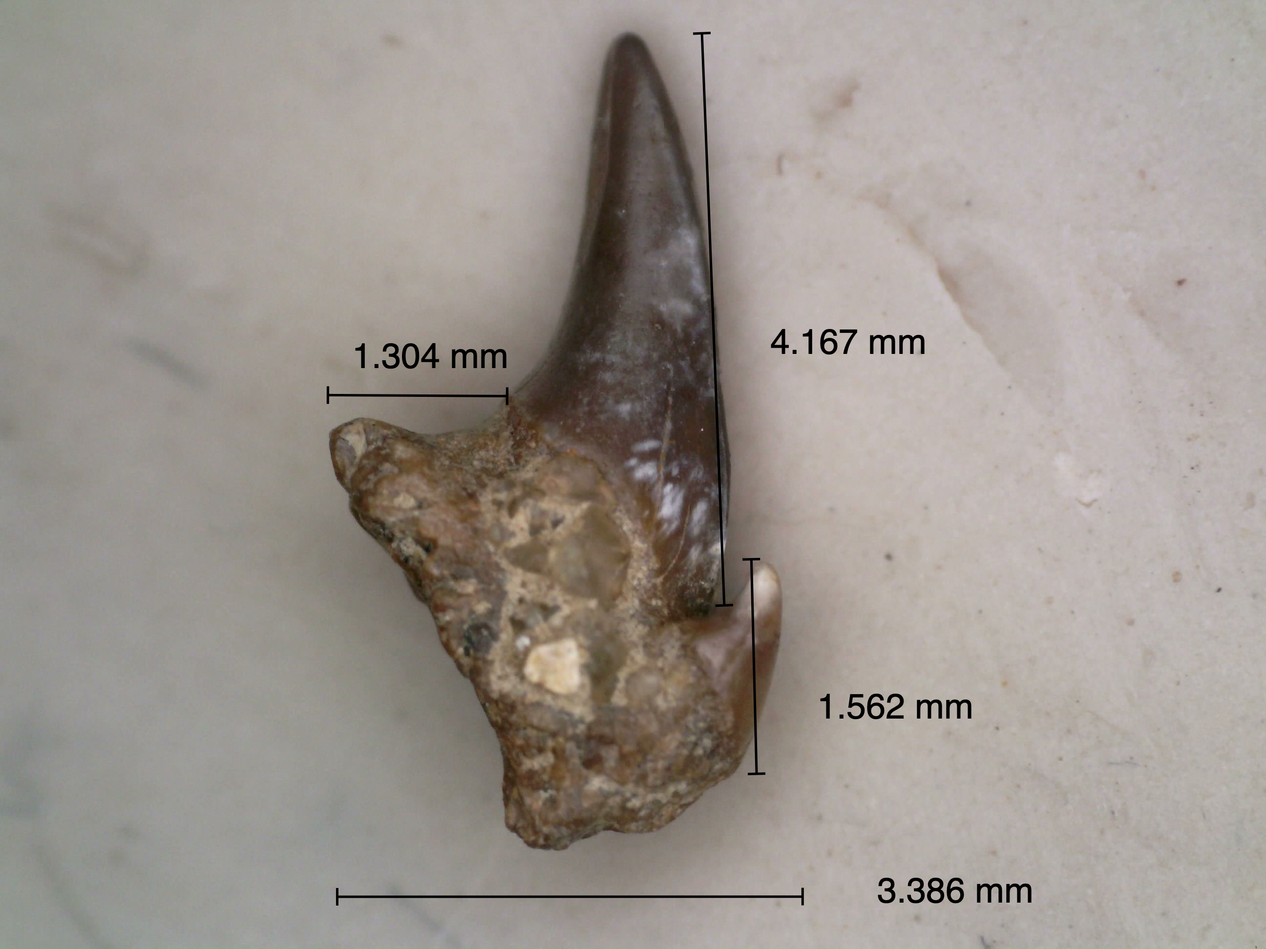 Unknown lamniform - Fossil ID - The Fossil Forum