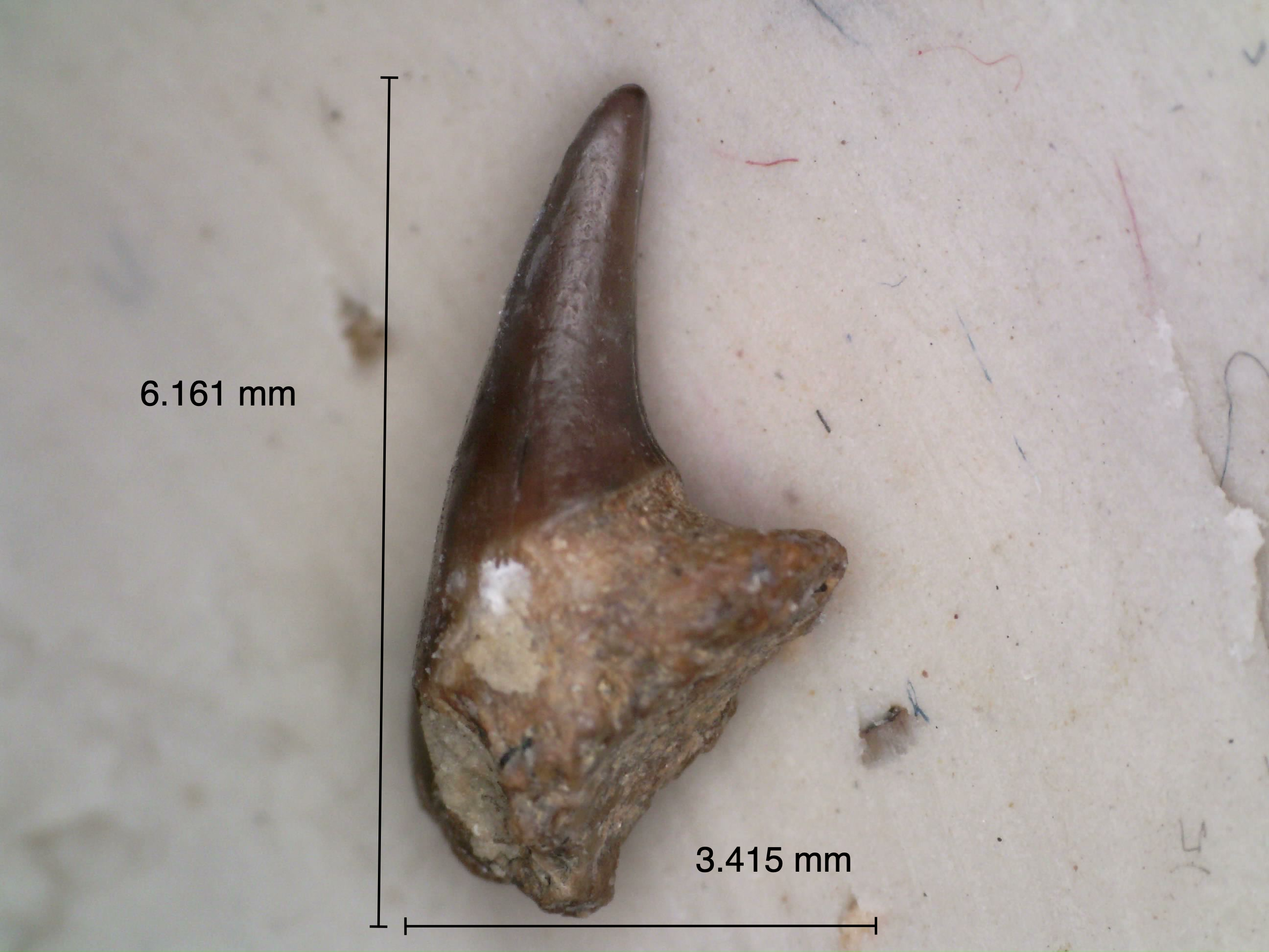 Unknown lamniform - Fossil ID - The Fossil Forum