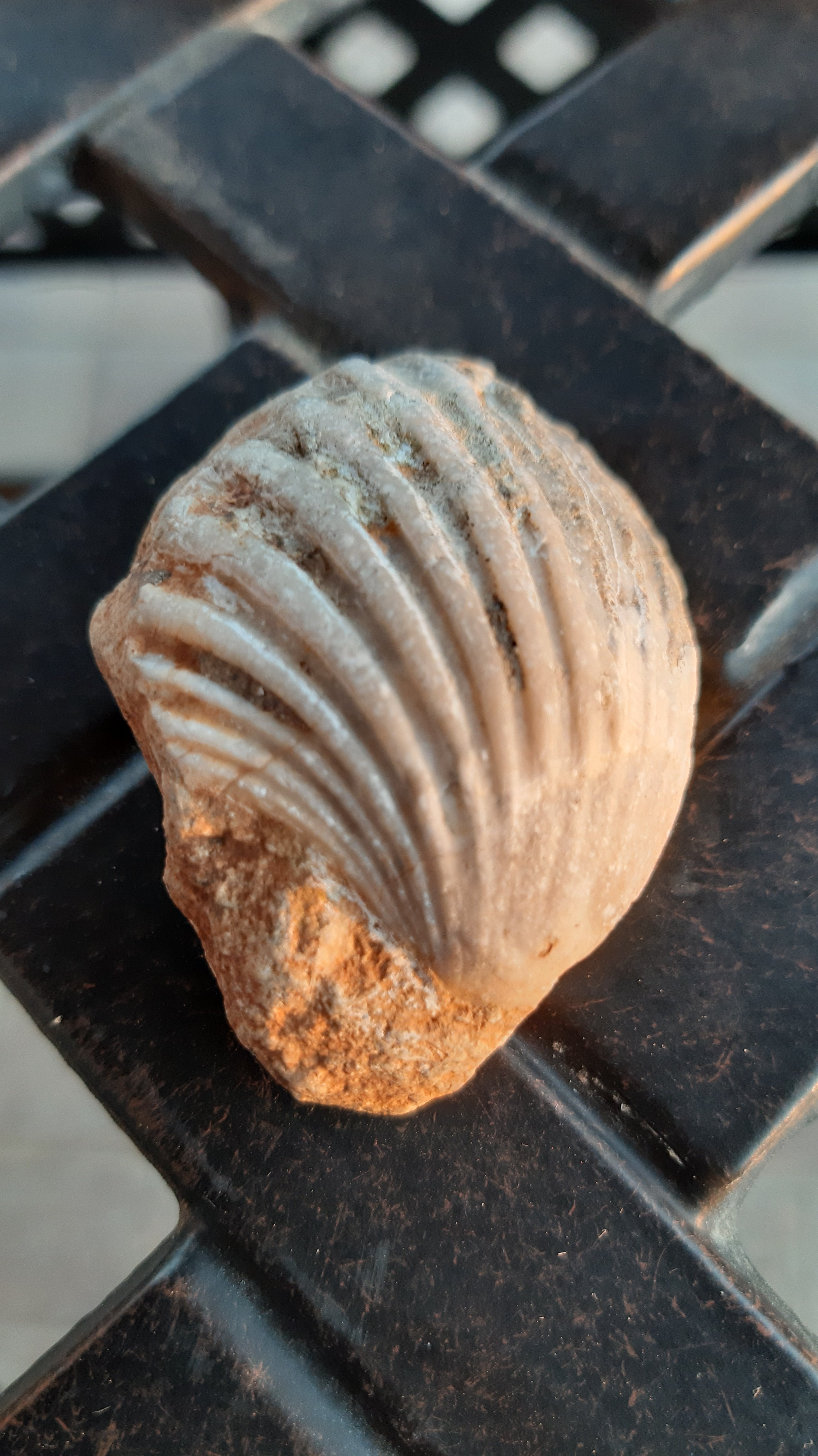 Seashell rock fossil - Fossil ID - The Fossil Forum
