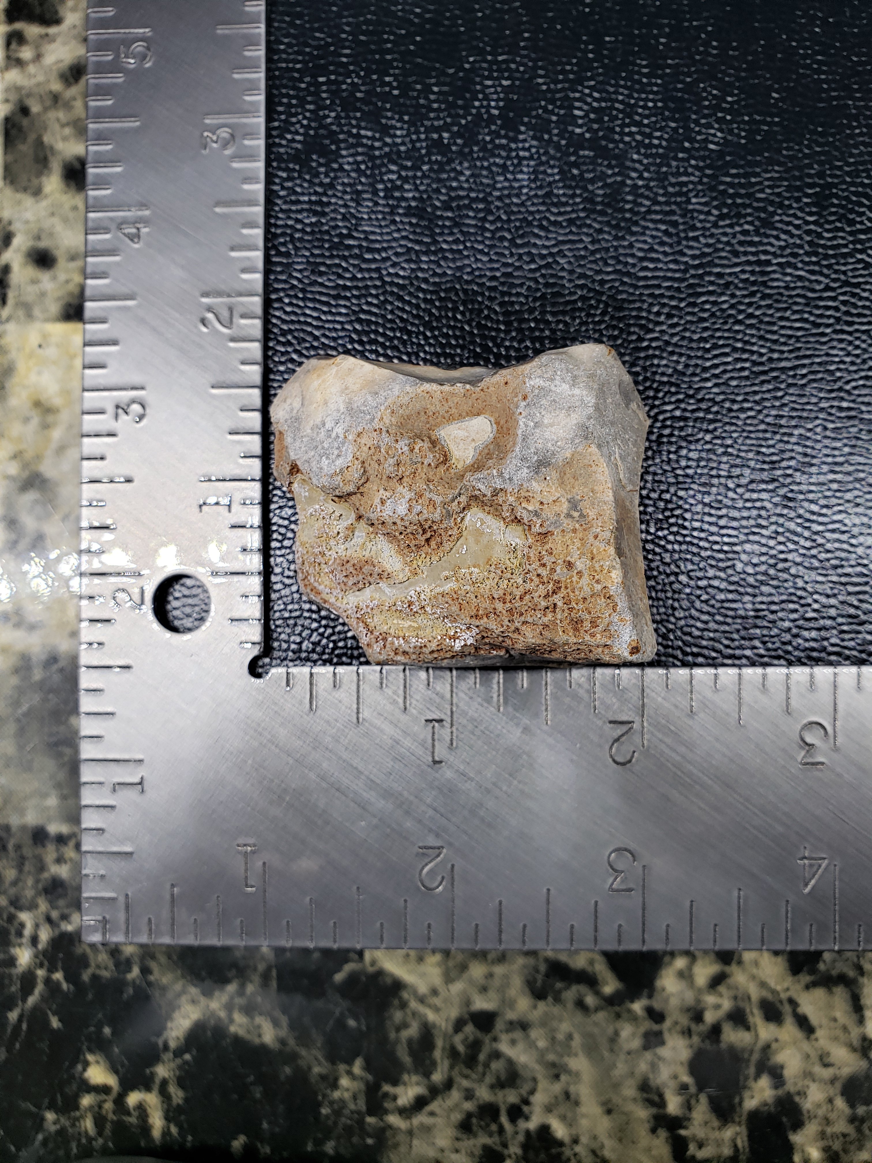 Petrified Turtle Head? - Fossil ID - The Fossil Forum