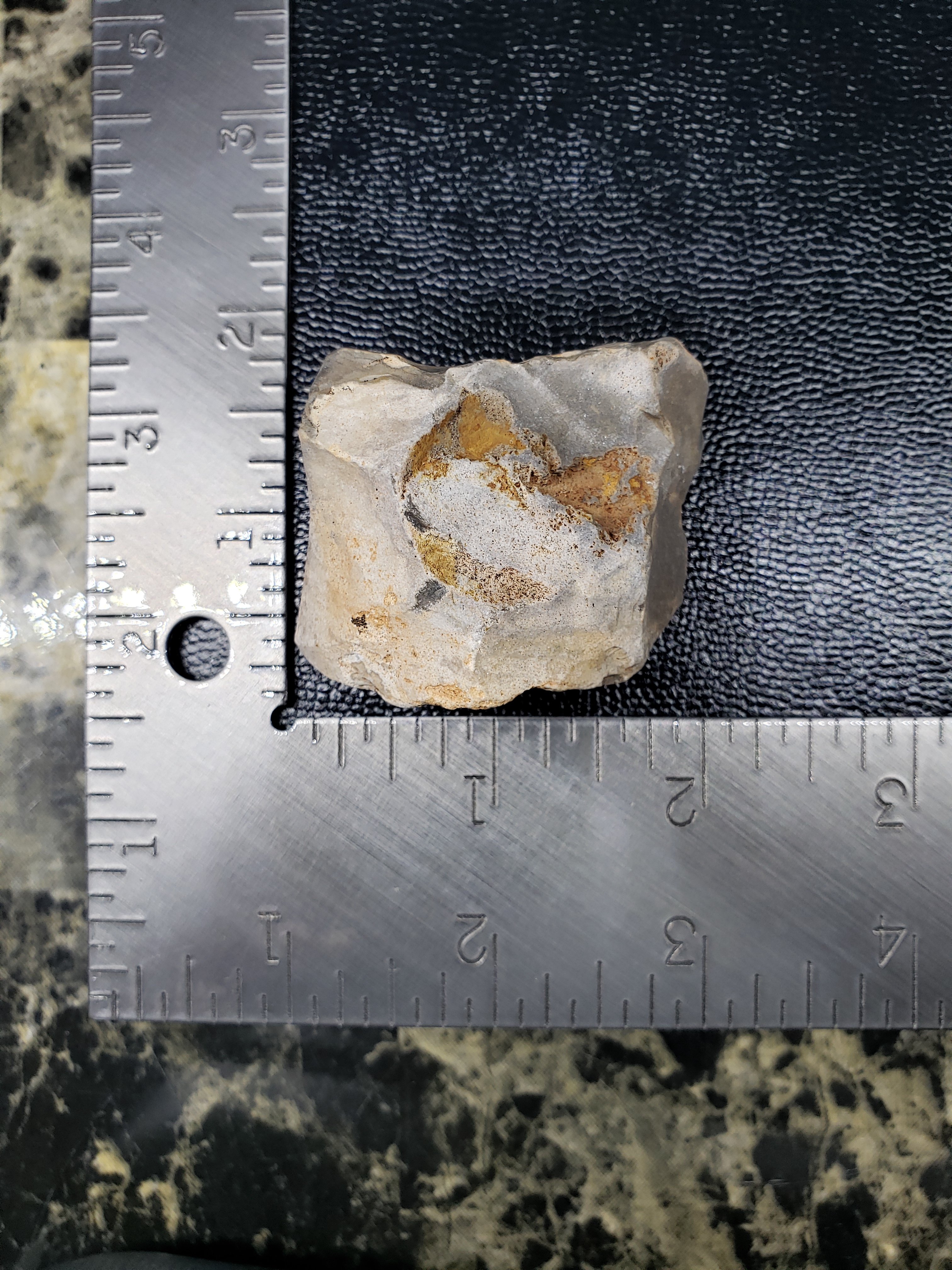 Petrified Turtle Head? - Fossil ID - The Fossil Forum