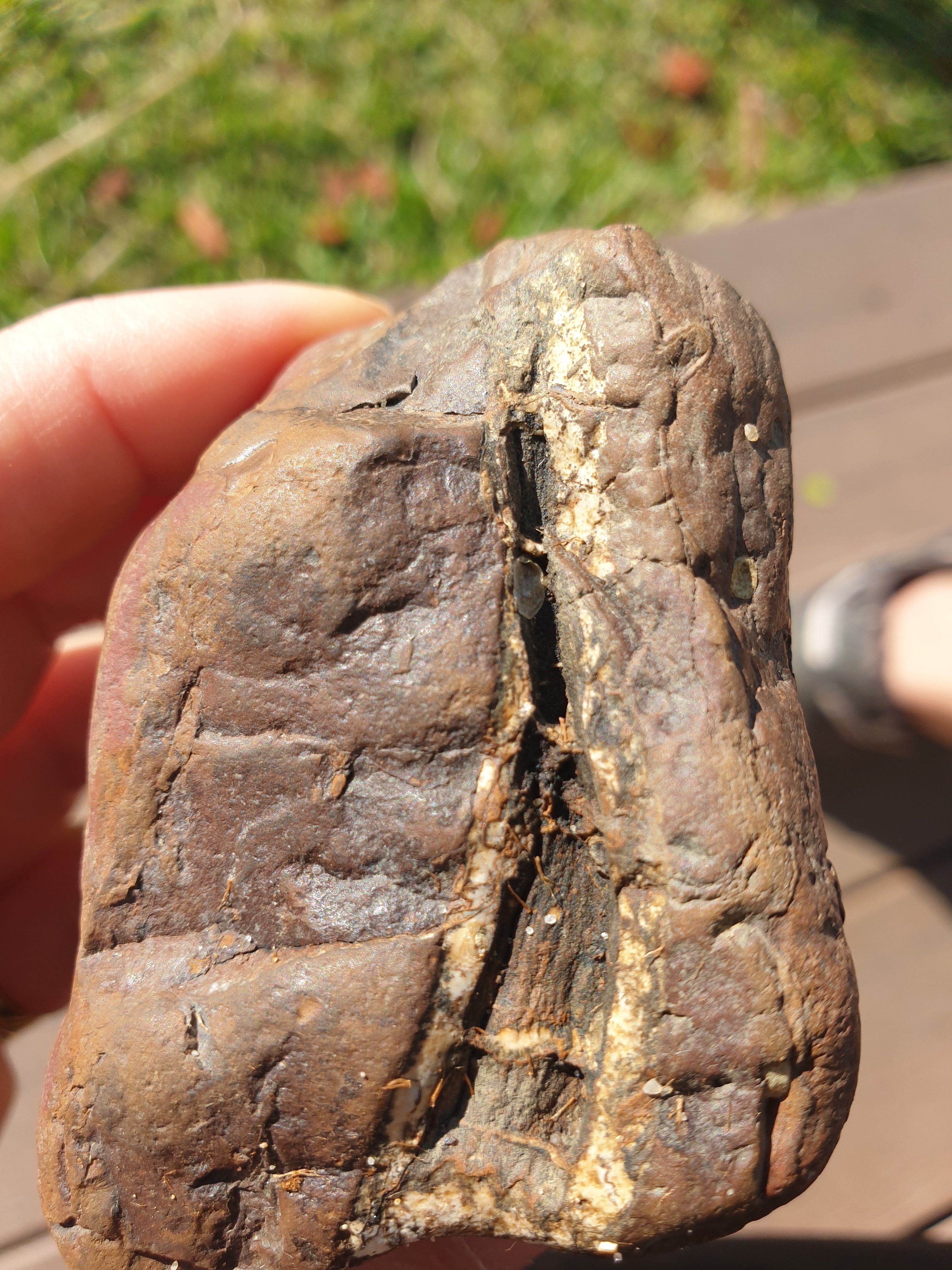 First family fossil hunting Newcastle - Fossil ID - The Fossil Forum