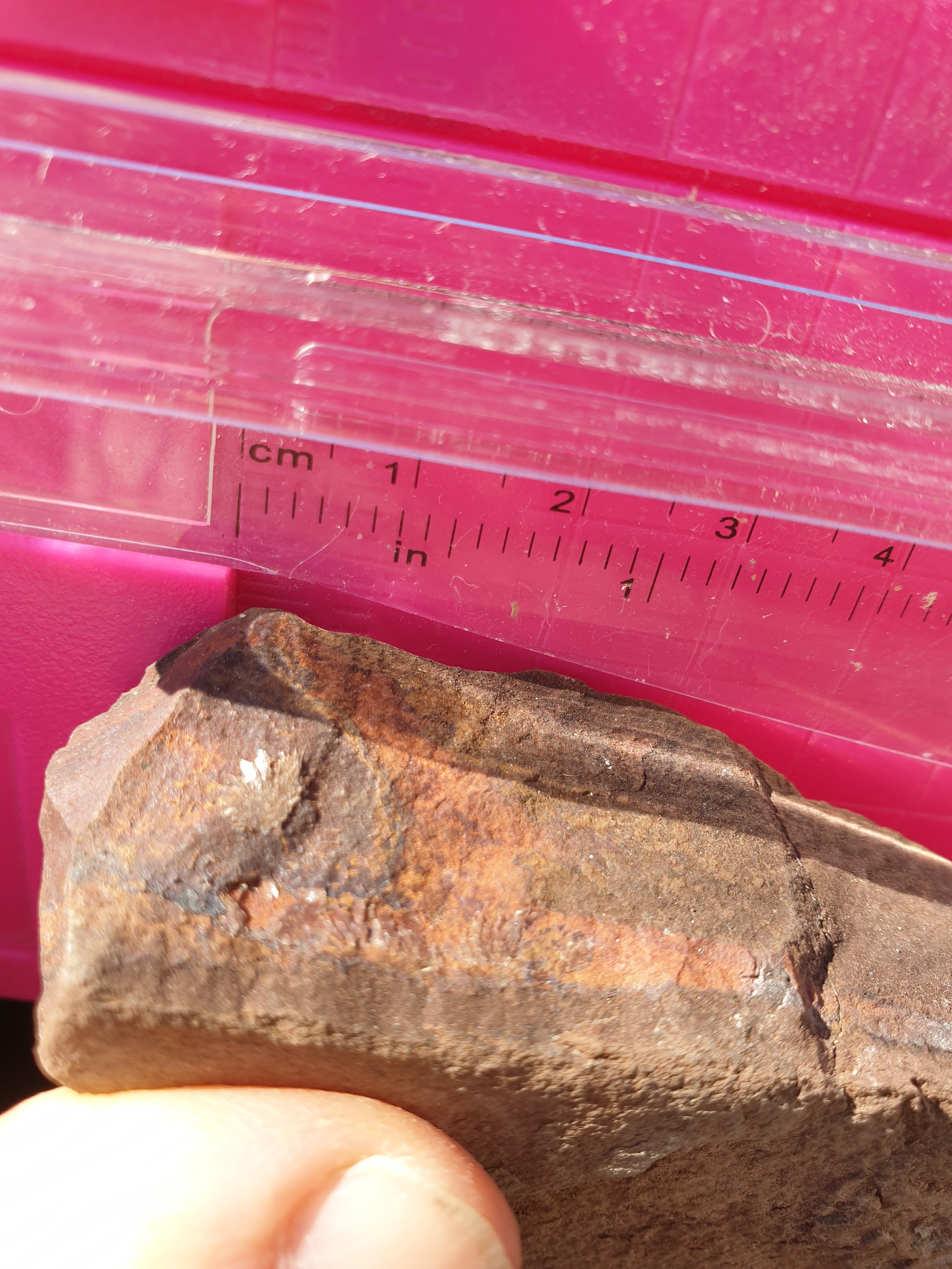 First family fossil hunting Newcastle - Fossil ID - The Fossil Forum