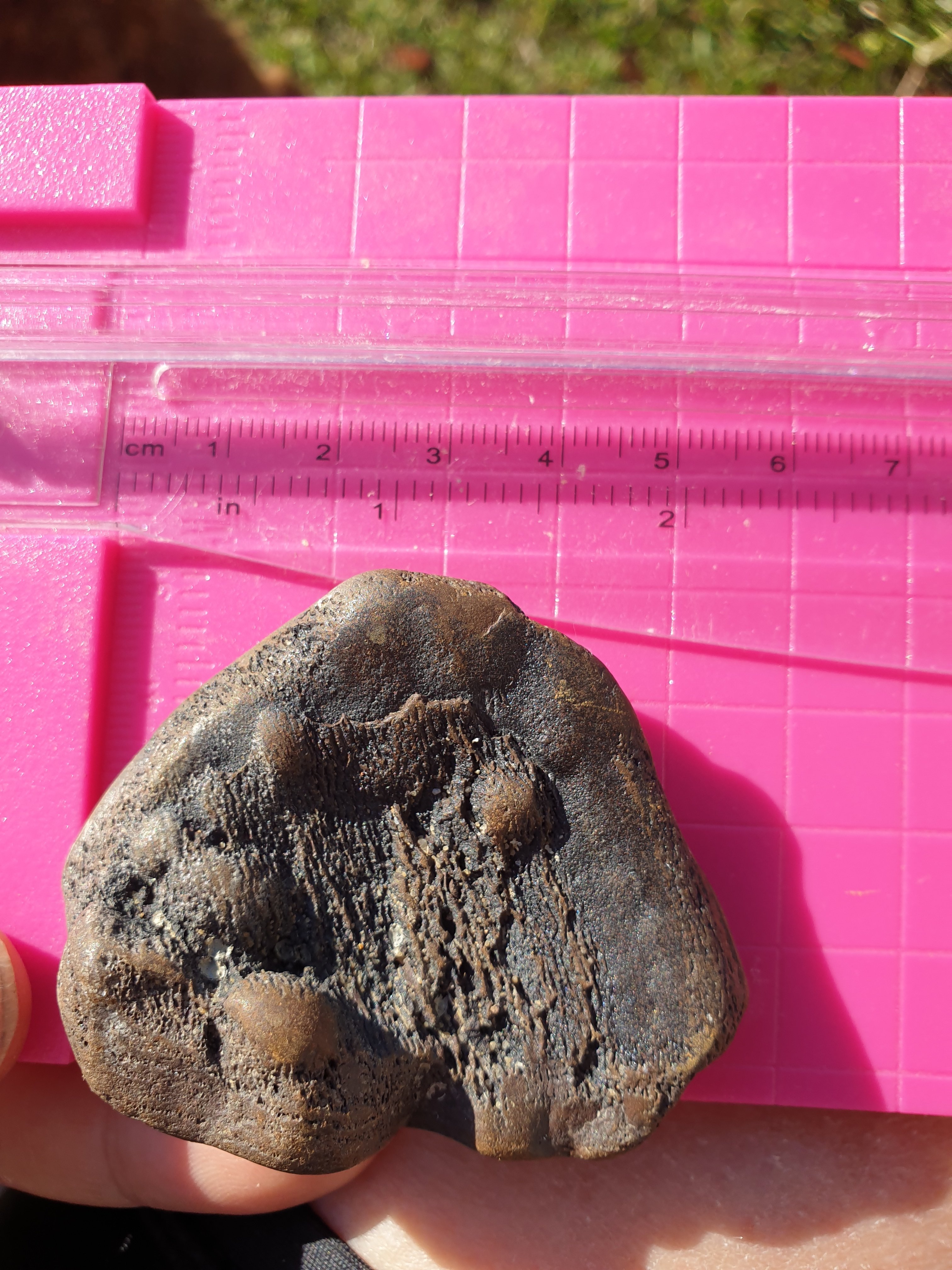First family fossil hunting Newcastle - Fossil ID - The Fossil Forum