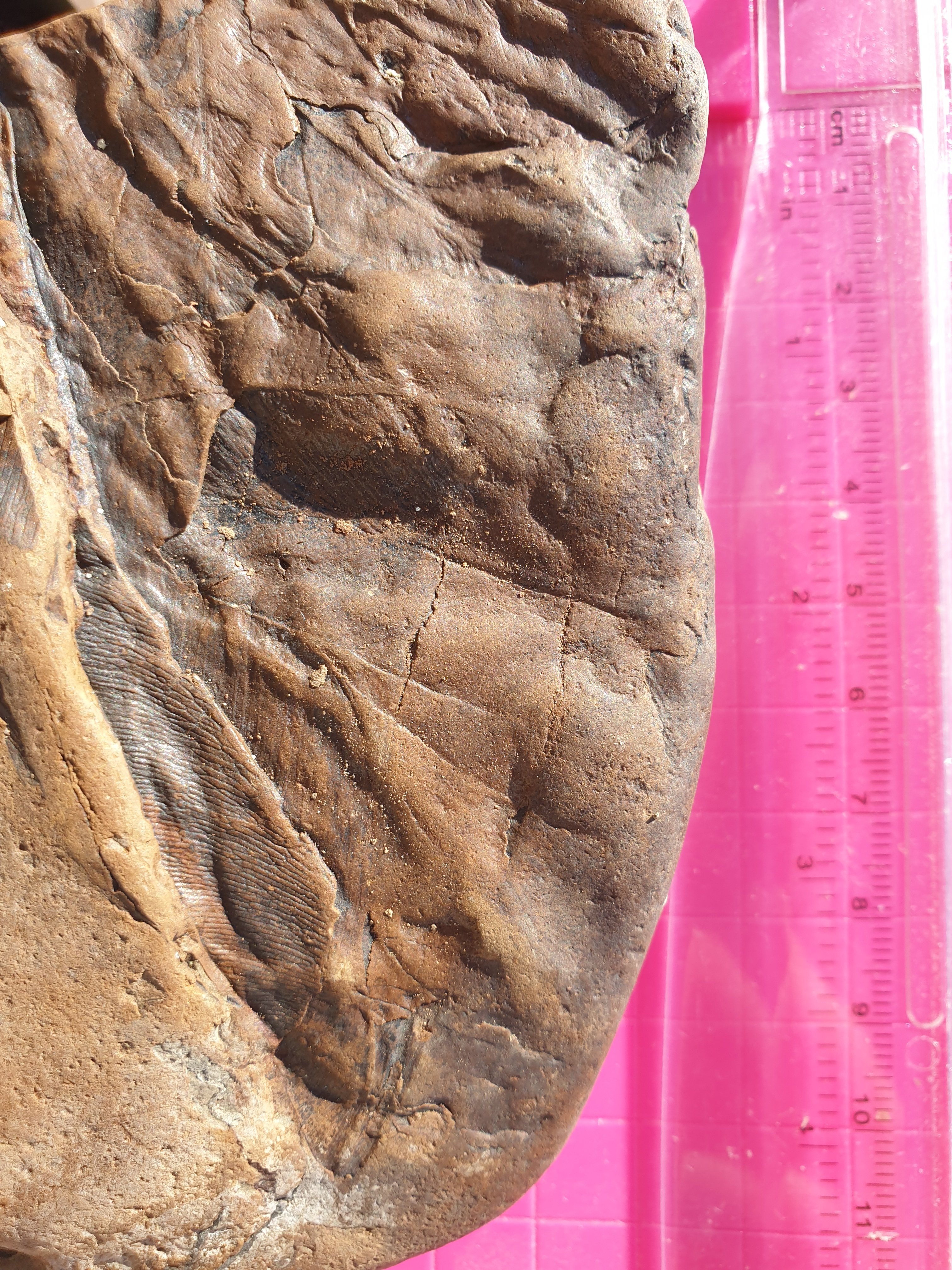 First family fossil hunting Newcastle - Fossil ID - The Fossil Forum