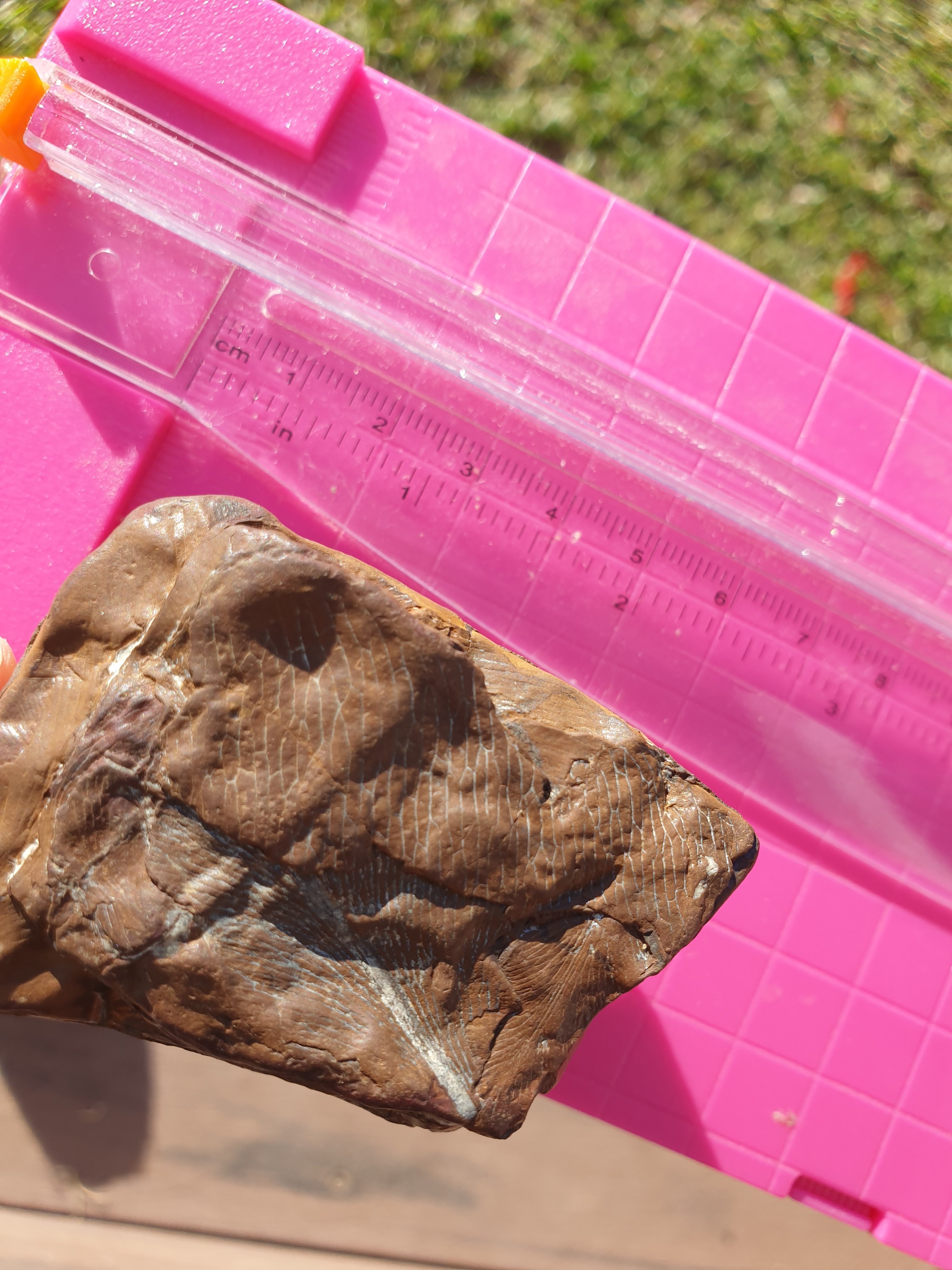 First family fossil hunting Newcastle - Fossil ID - The Fossil Forum