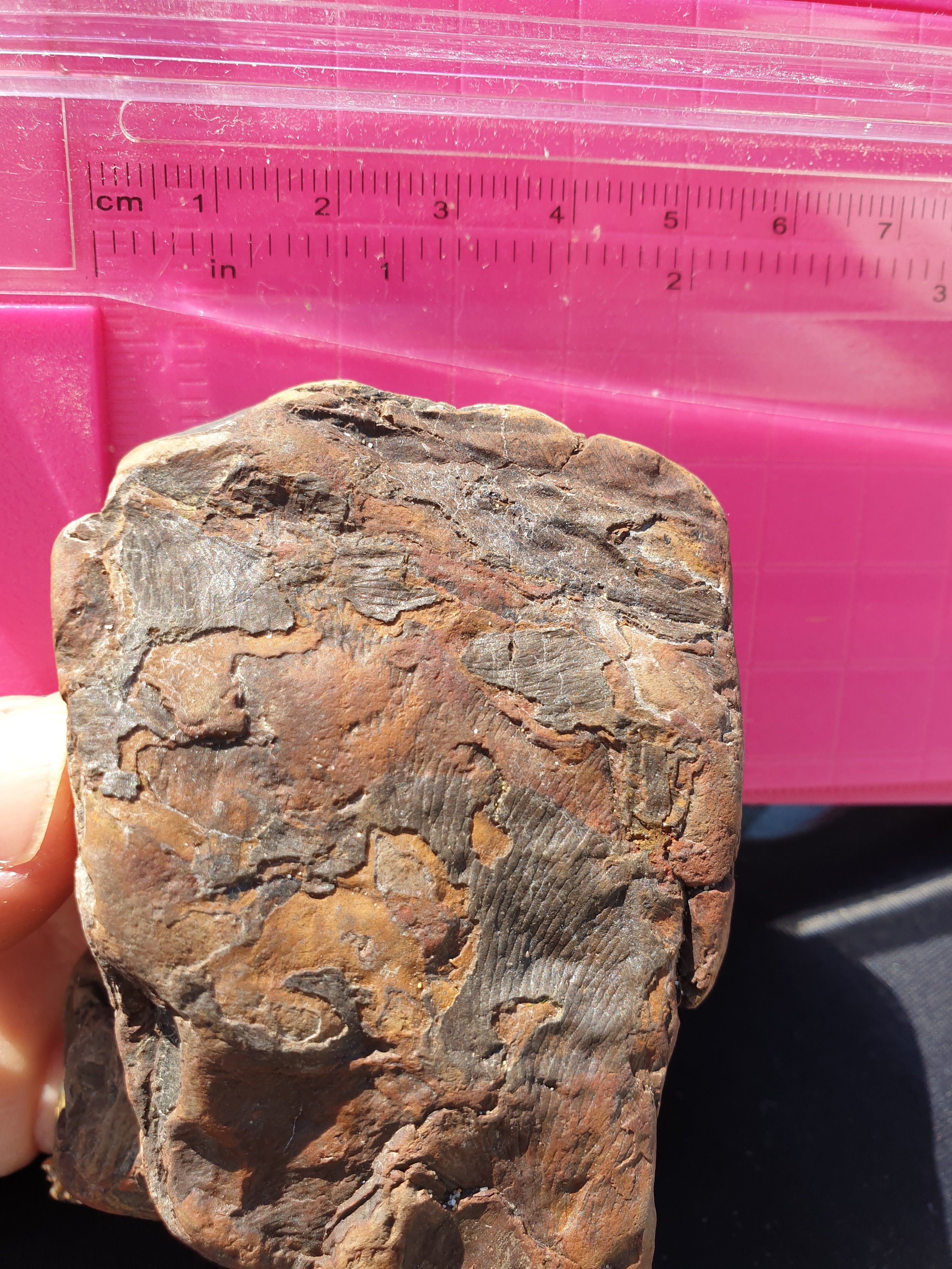 First family fossil hunting Newcastle - Fossil ID - The Fossil Forum