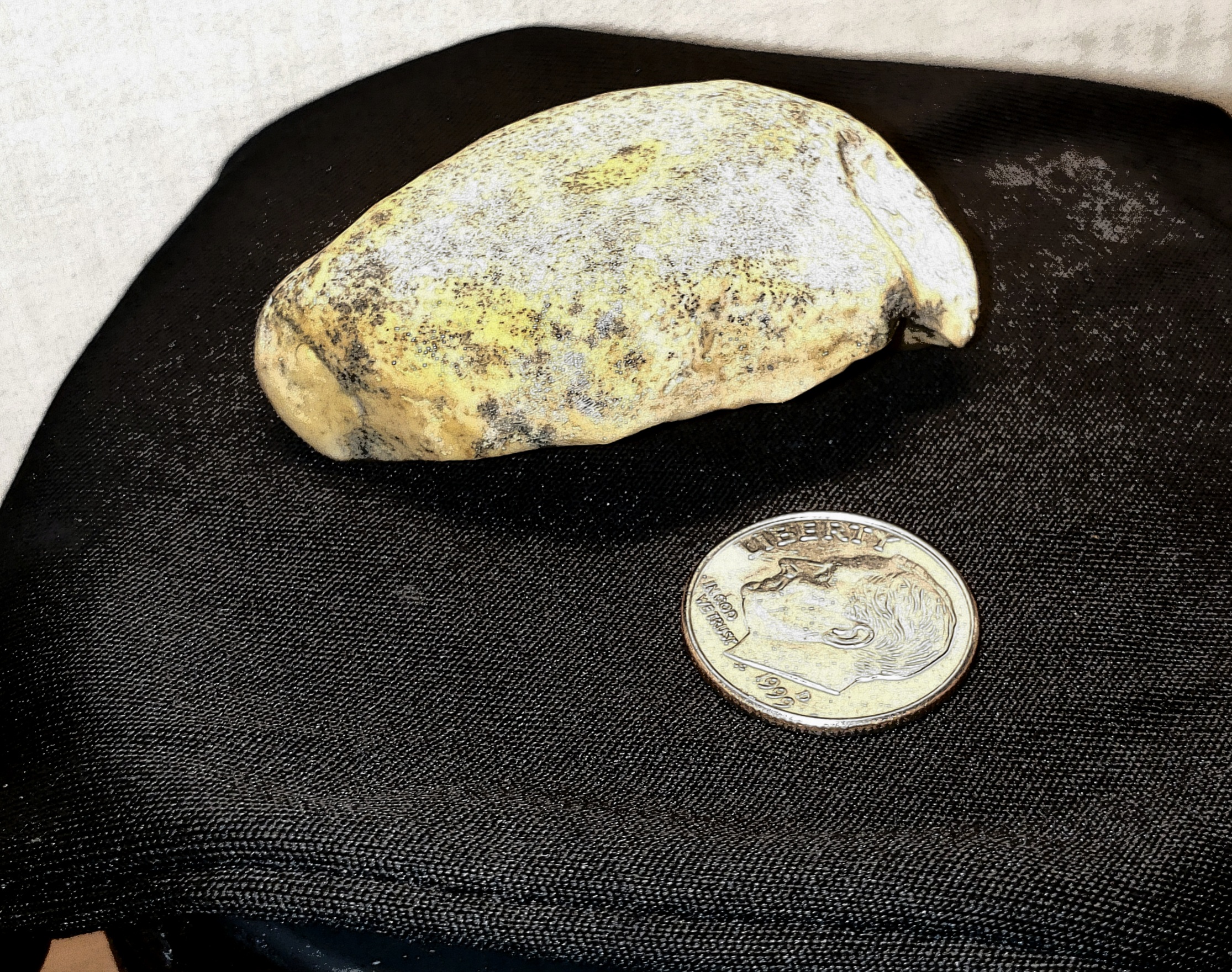 Petrified Turtle Remains? - Fossil ID - The Fossil Forum