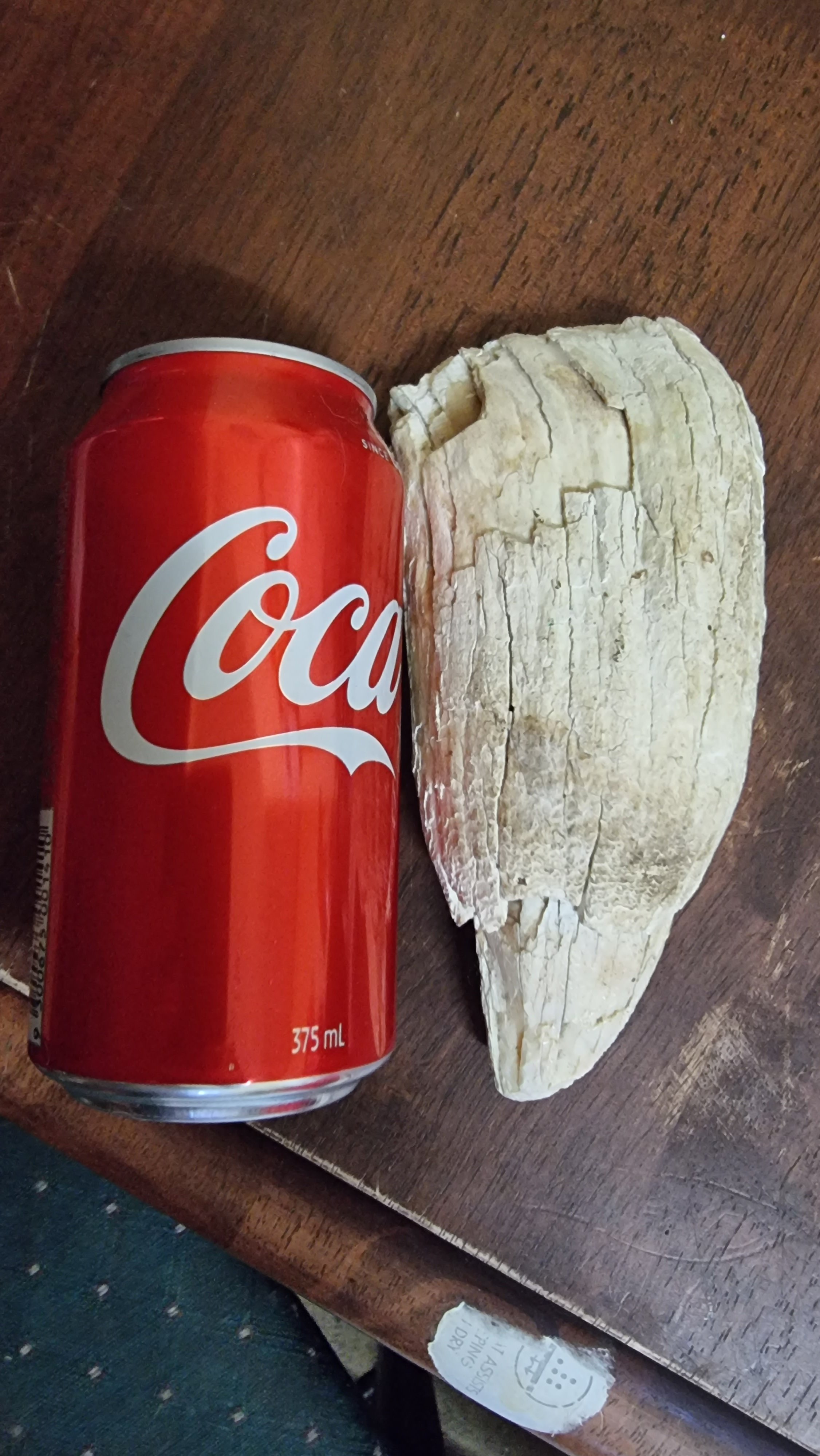 Fossil tooth (?) South Australian coast - Fossil ID - The Fossil Forum
