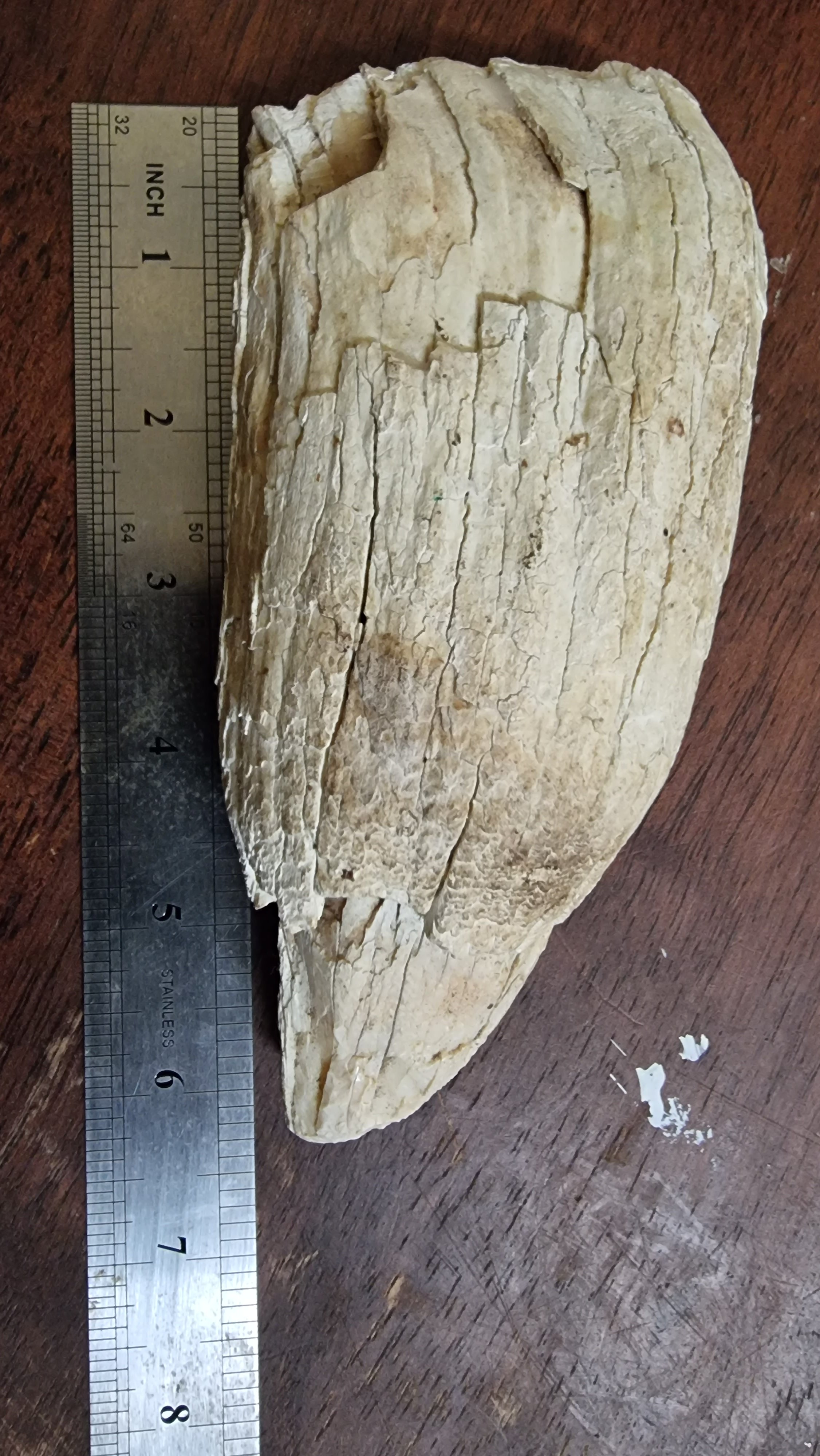 Fossil tooth (?) South Australian coast - Fossil ID - The Fossil Forum
