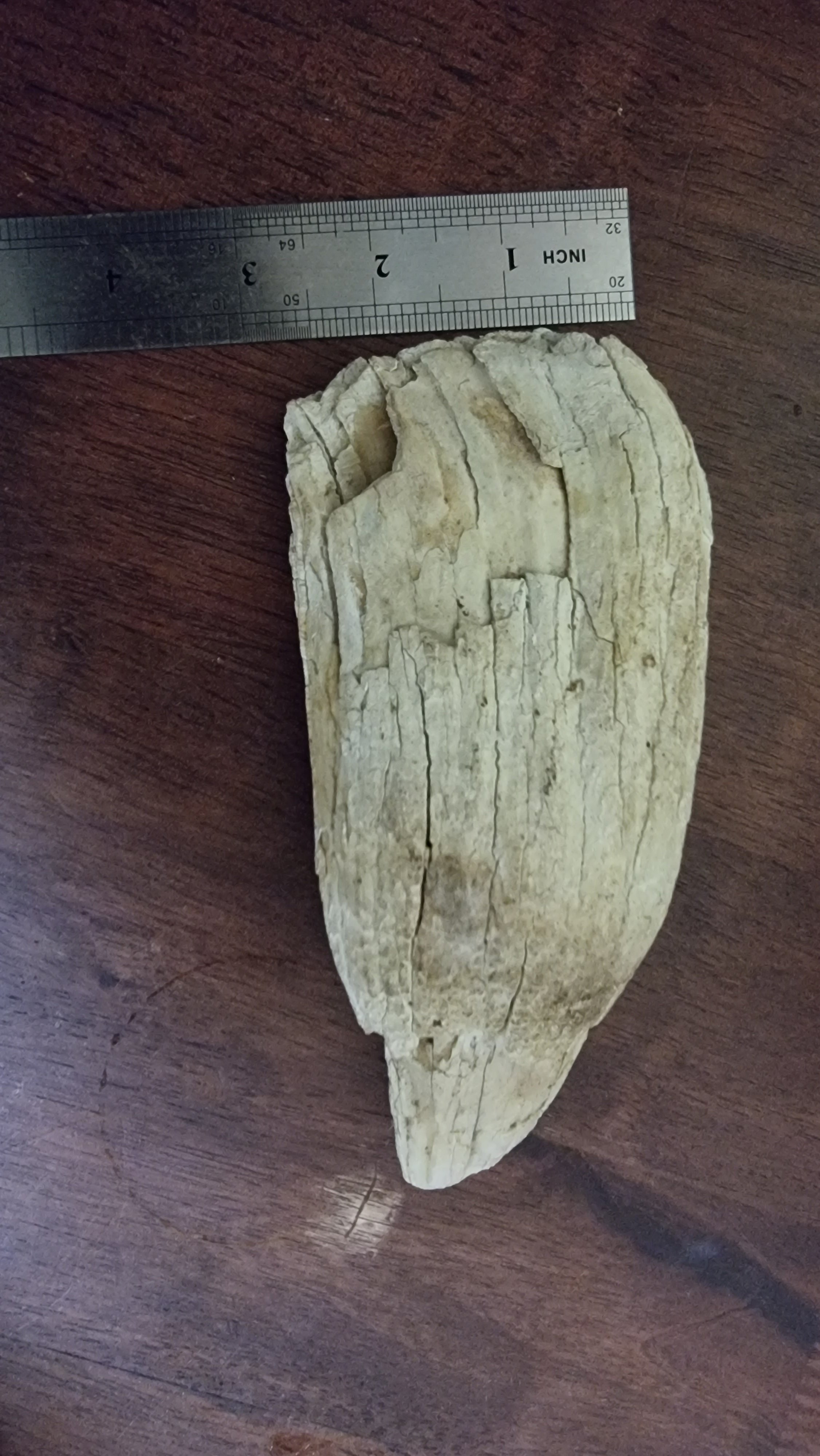 Fossil tooth (?) South Australian coast - Fossil ID - The Fossil Forum