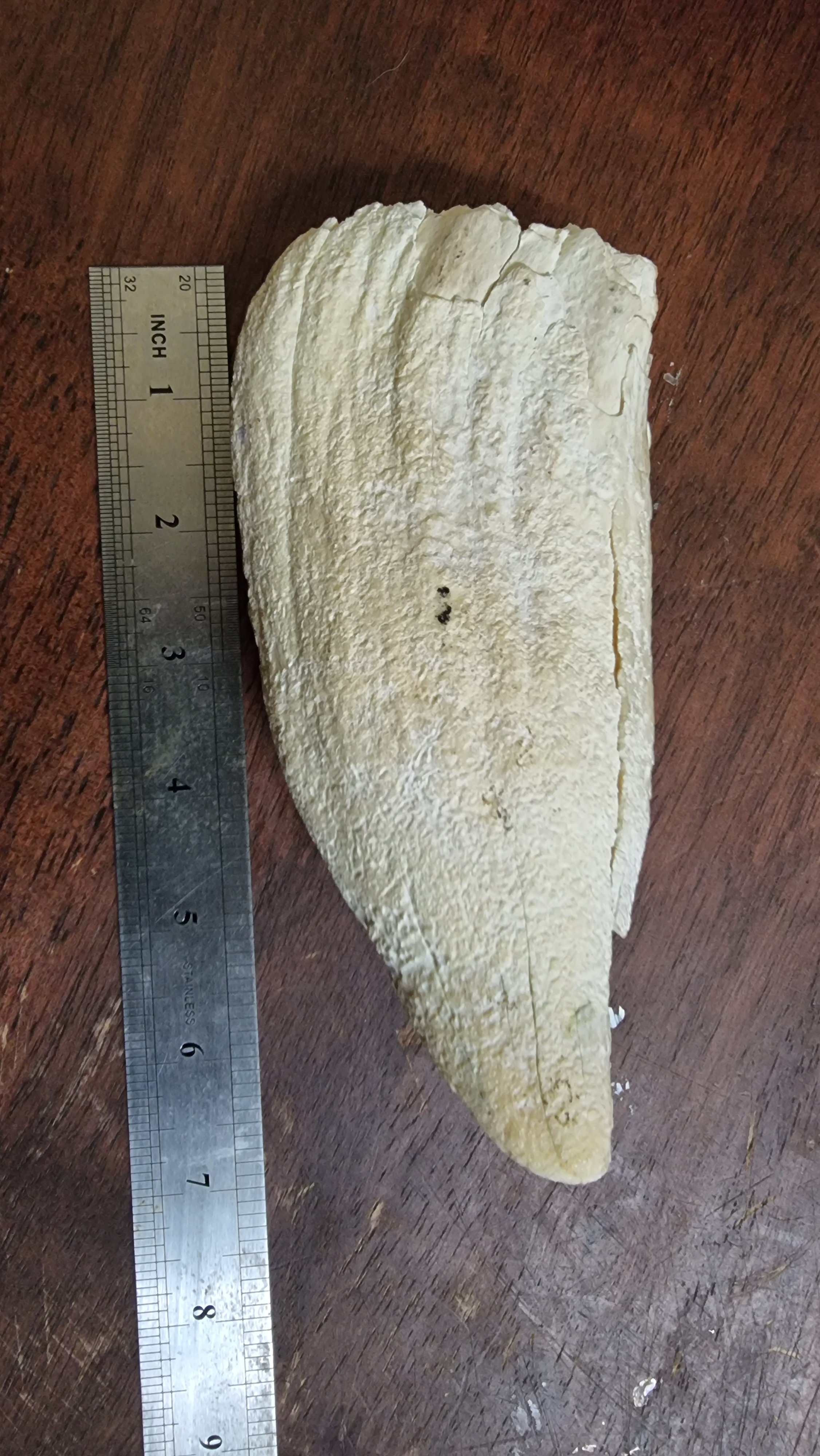 Fossil tooth (?) South Australian coast - Fossil ID - The Fossil Forum