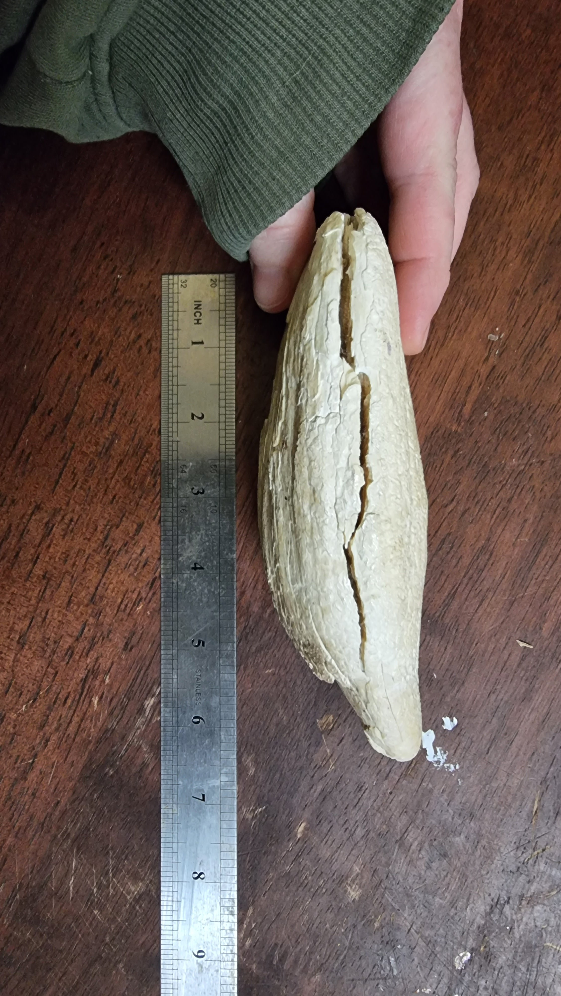 Fossil tooth (?) South Australian coast - Fossil ID - The Fossil Forum