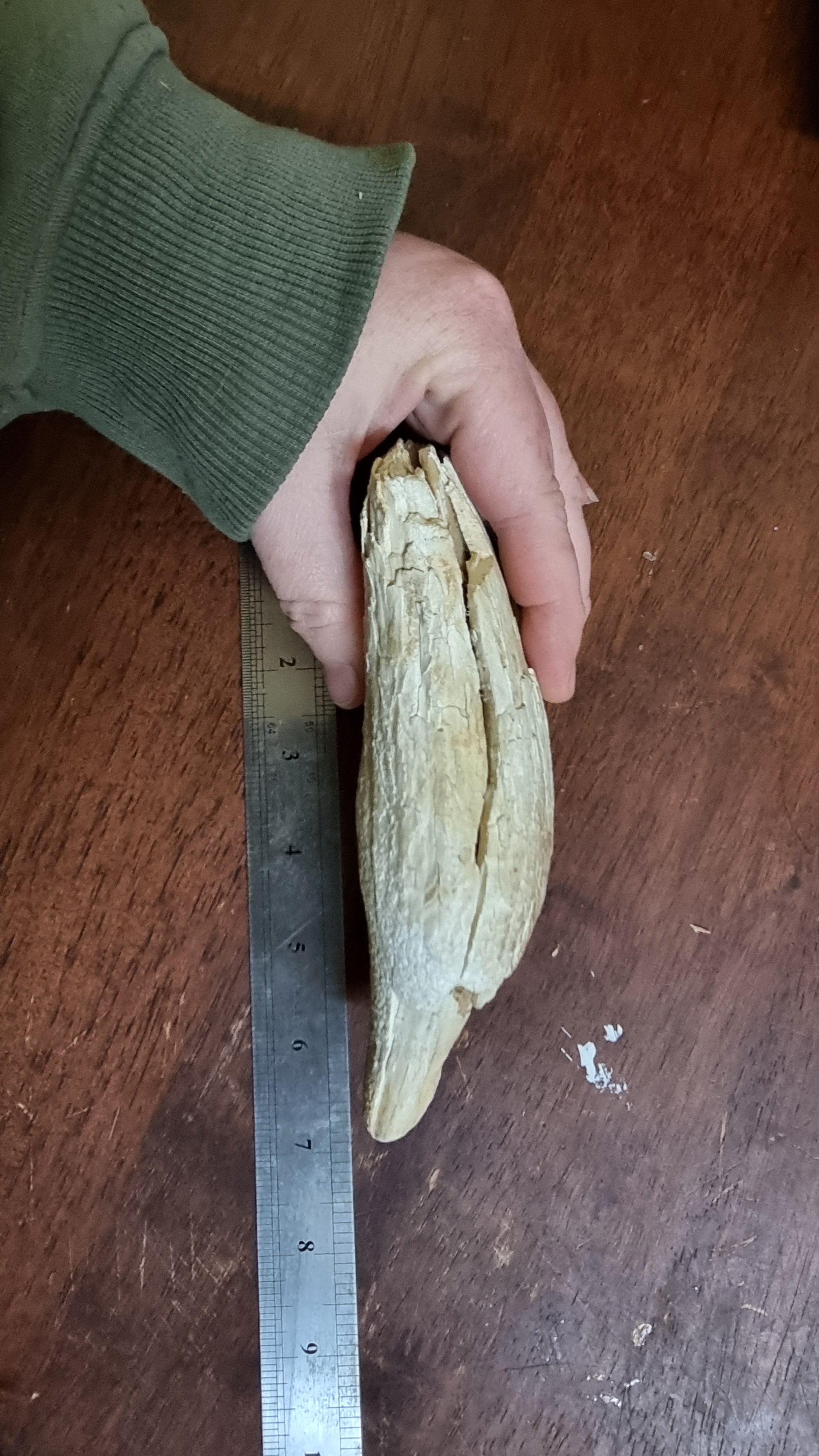 Fossil tooth (?) South Australian coast - Fossil ID - The Fossil Forum
