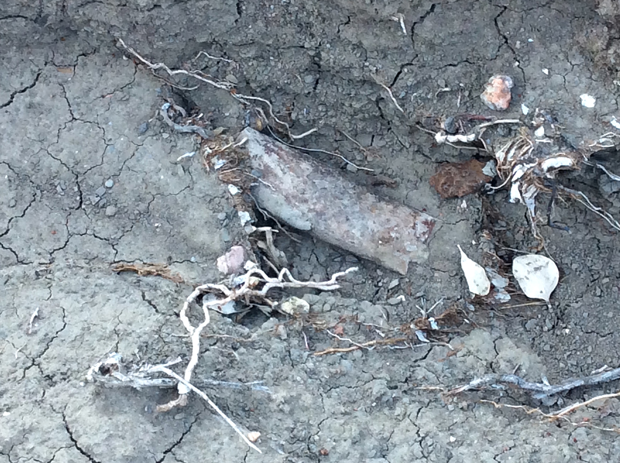 Western Adventure Part IV: Colorado - Fossil Hunting Trips - The Fossil ...
