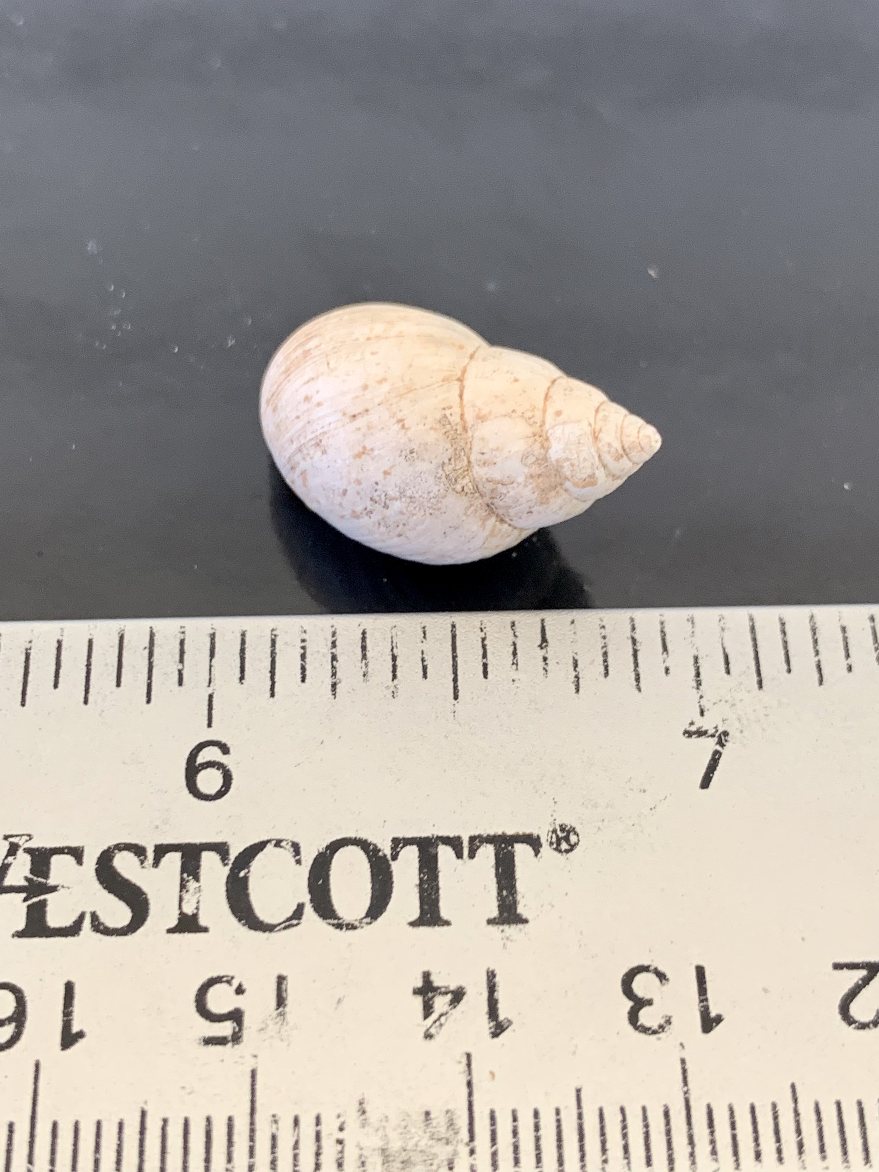 Pointy Spiral Shell - Fossil ID - The Fossil Forum