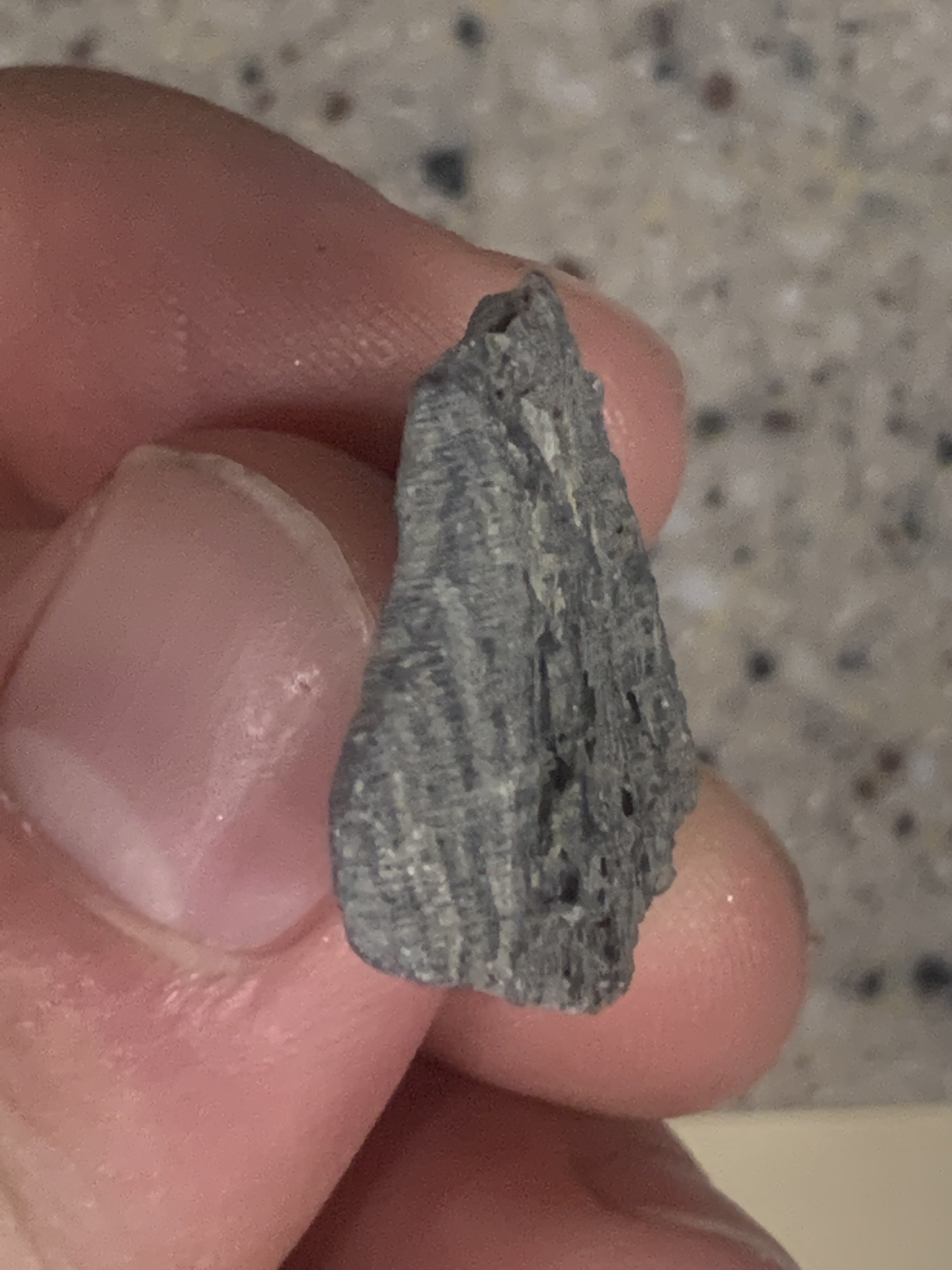 Aurora Dig Pit Fossils - Fossil Hunting Trips - The Fossil Forum