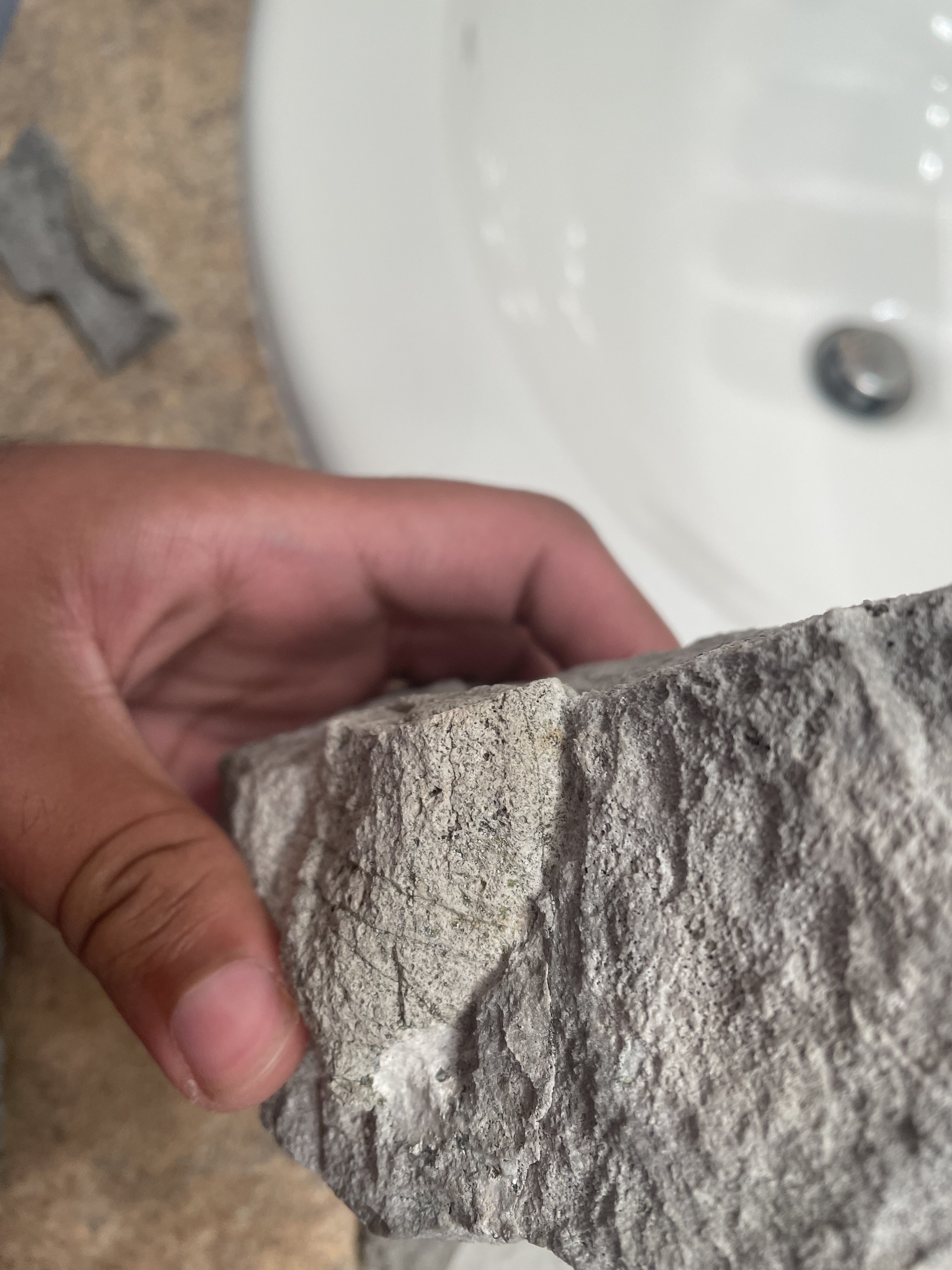 Fossil id request - Fossil ID - The Fossil Forum