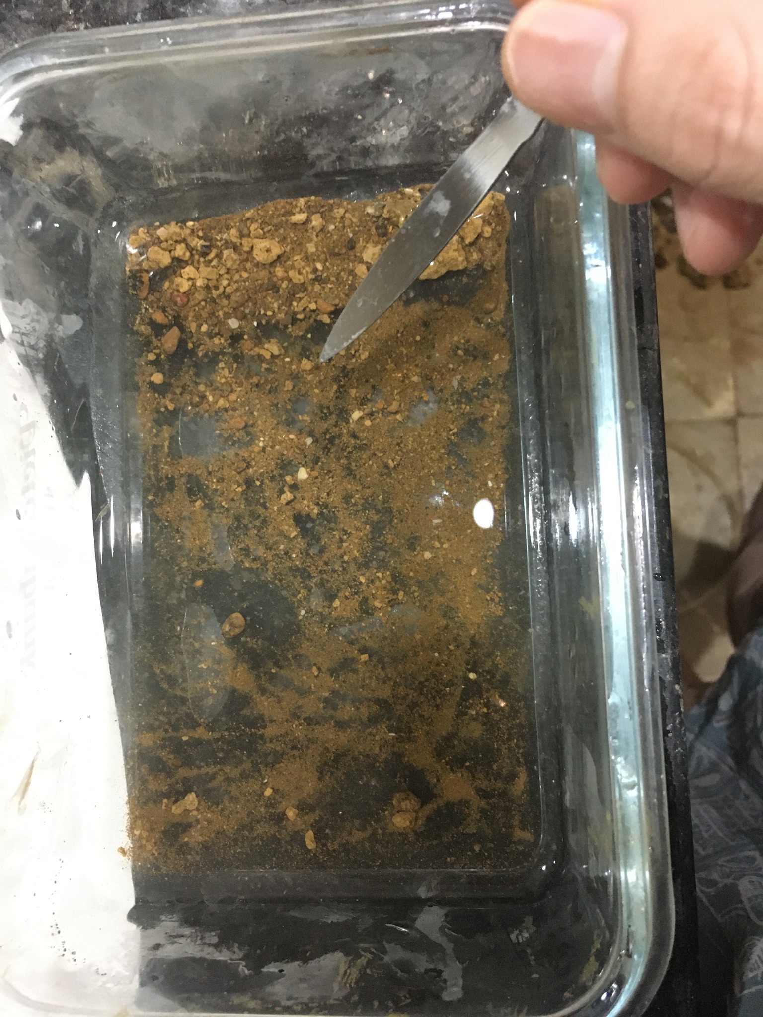 Days in caves - Pleistocene fossils hunting - Southeast Asia - Fossil ...