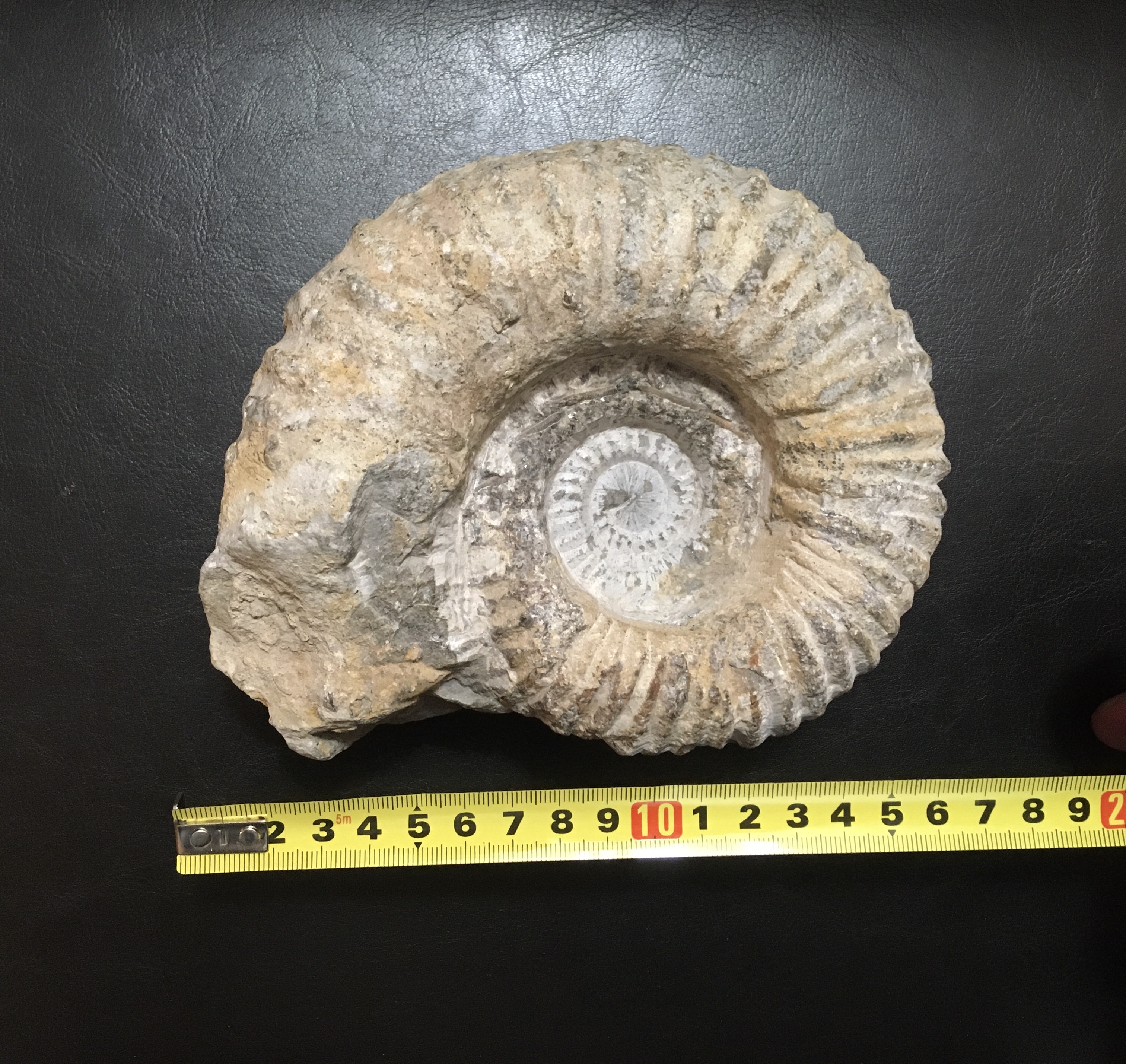 How can I know if my ammonite is real and not fabricated? - Is It Real ...