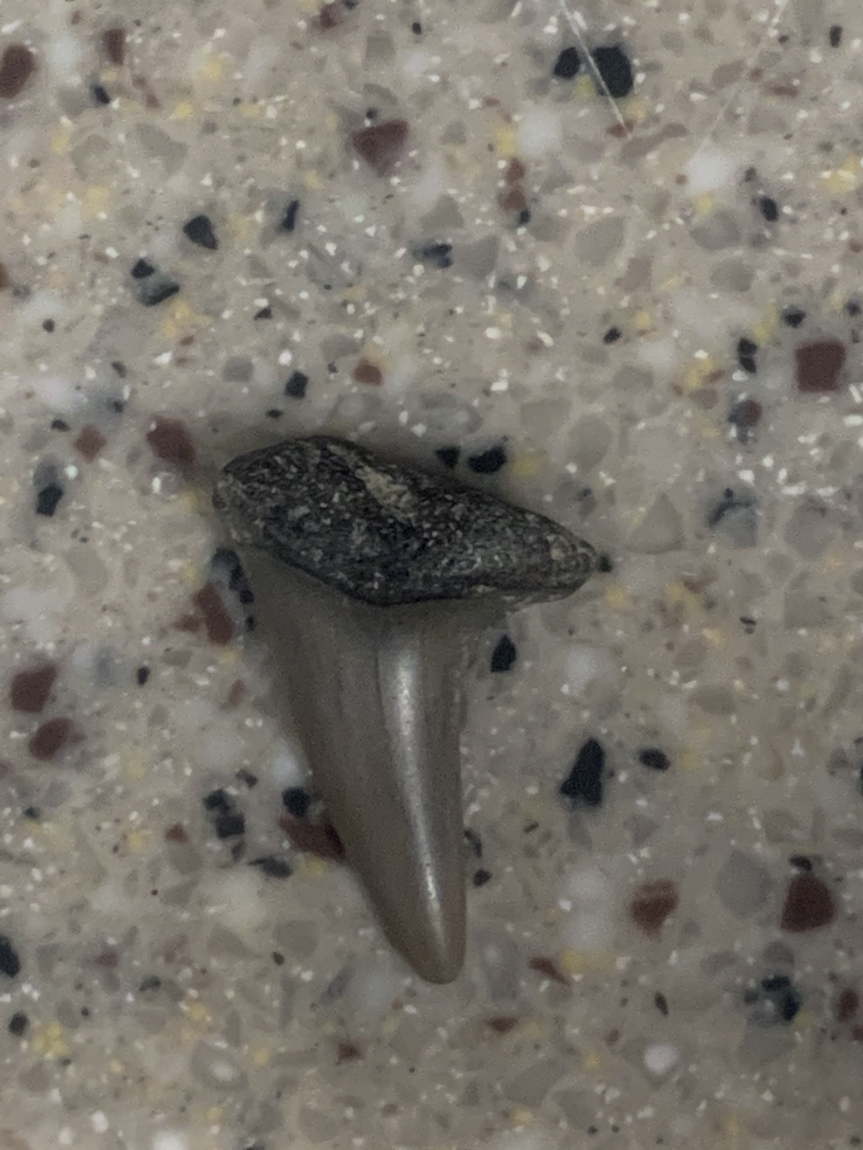 Aurora Dig Pit Fossils - Fossil Hunting Trips - The Fossil Forum