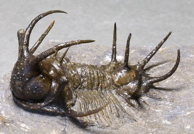 Spiny trilobite, real? - Is It Real? How to Recognize Fossil ...