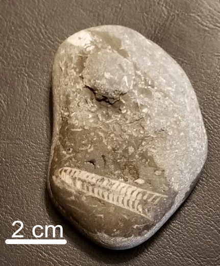 Lake Ontario fossil ID - Fossil ID - The Fossil Forum