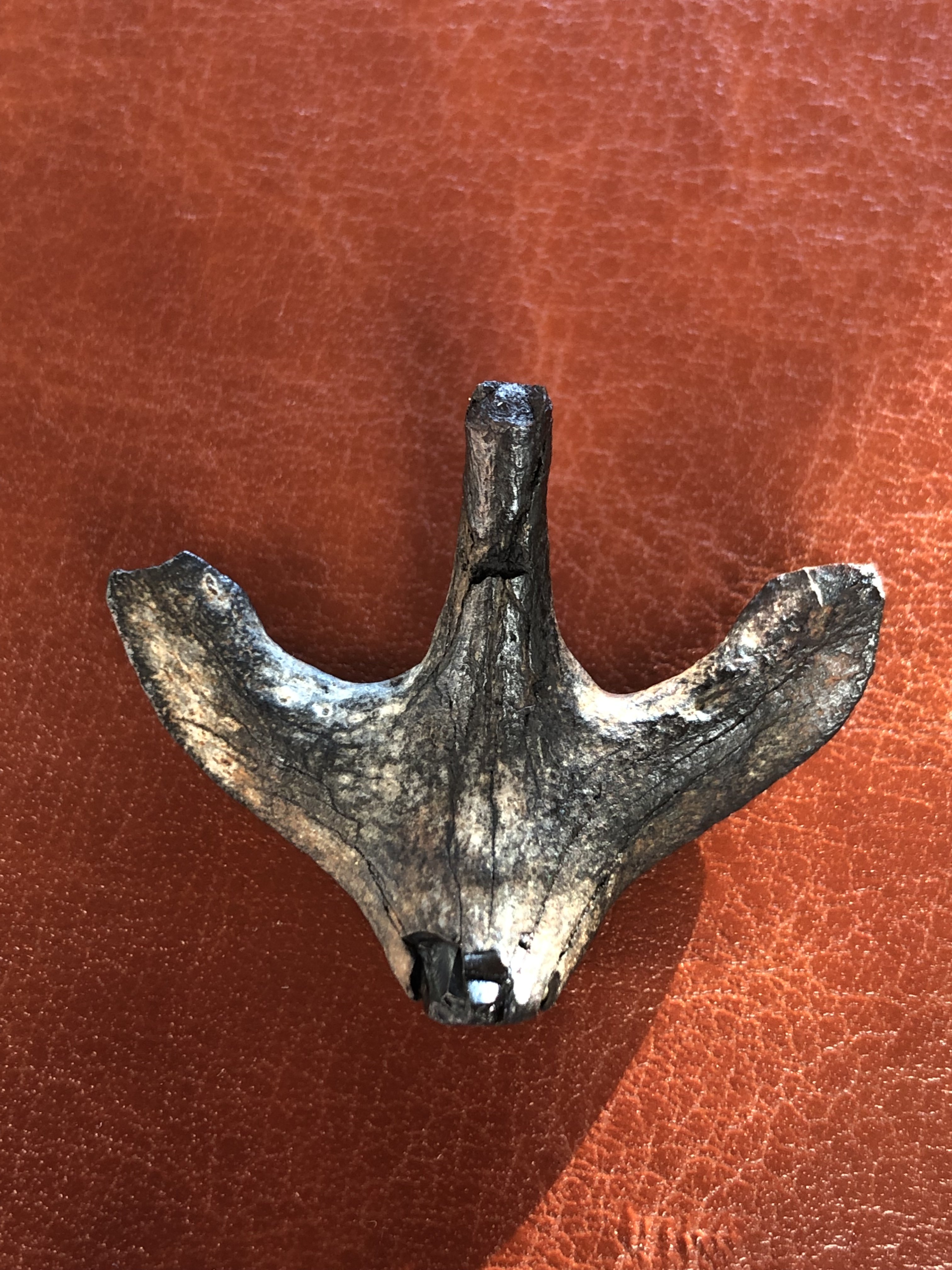 Strange bone - Fossil ID - The Fossil Forum