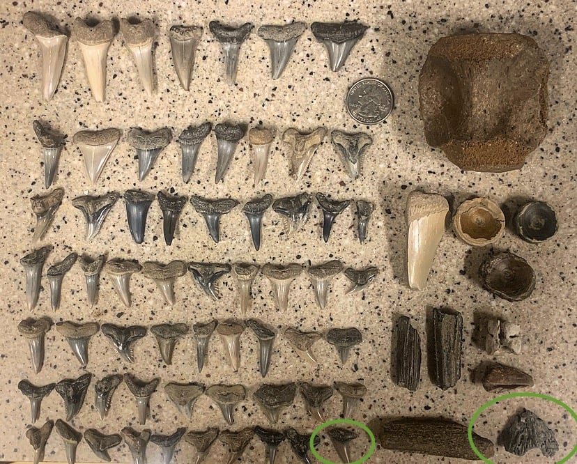 Aurora Dig Pit Fossils - Fossil Hunting Trips - The Fossil Forum