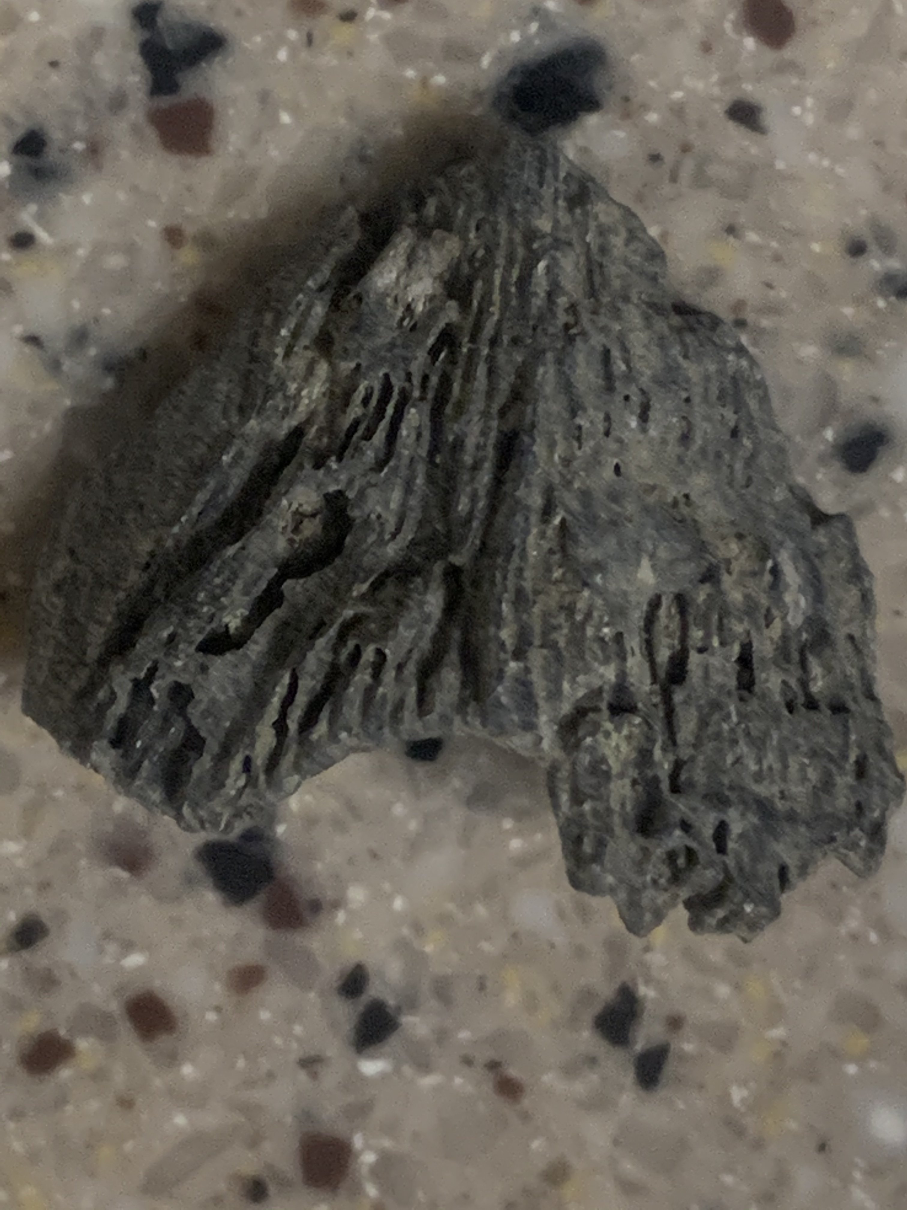 Aurora Dig Pit Fossils - Fossil Hunting Trips - The Fossil Forum