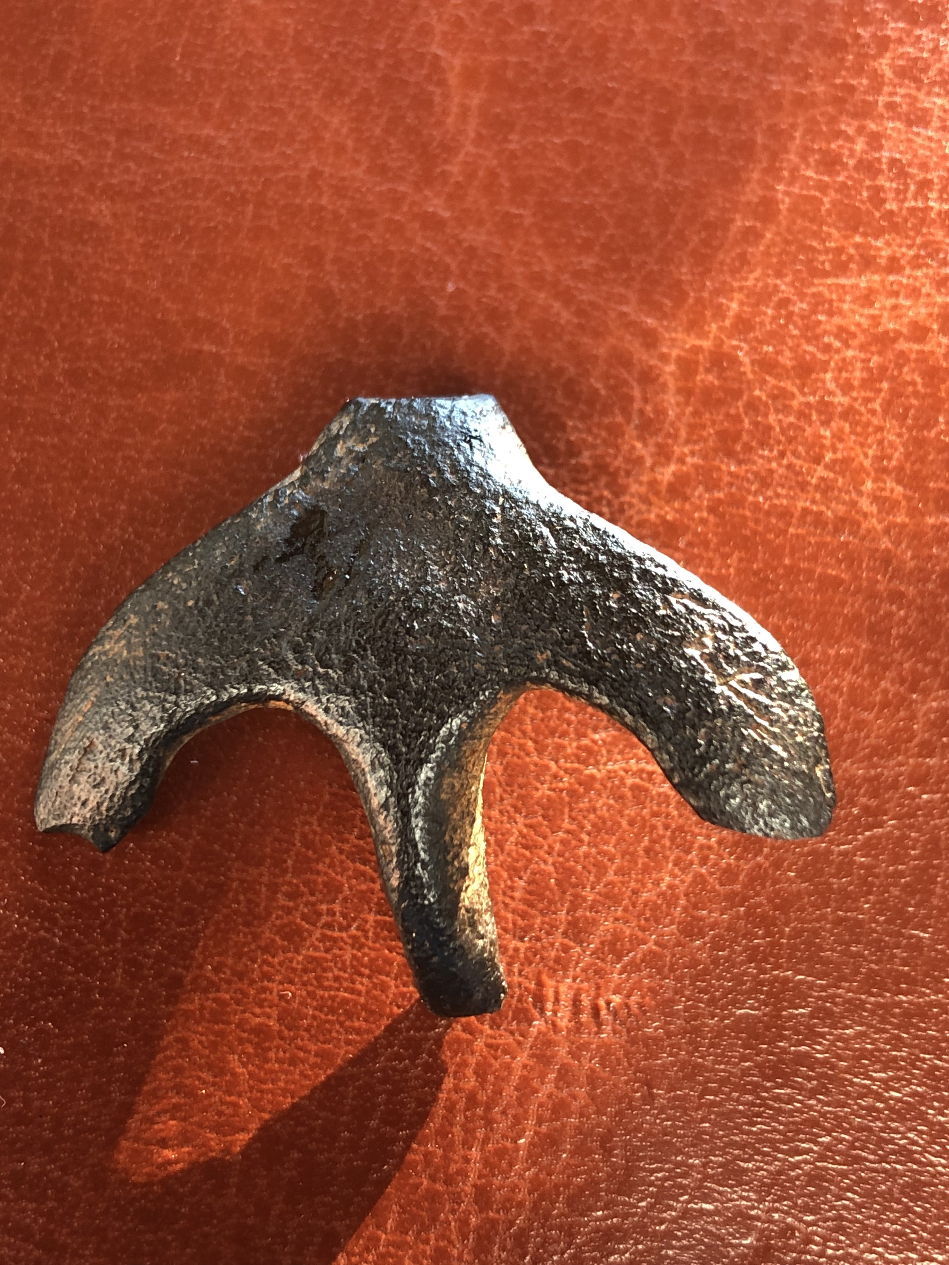 Strange bone - Fossil ID - The Fossil Forum
