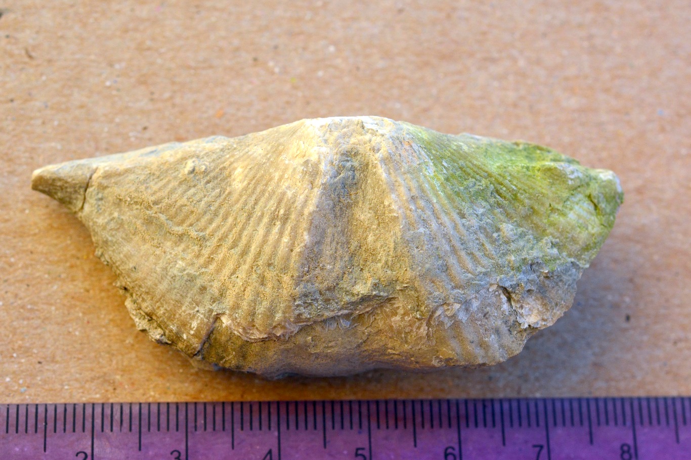Pink Fossils and Glass - Fossil ID - The Fossil Forum