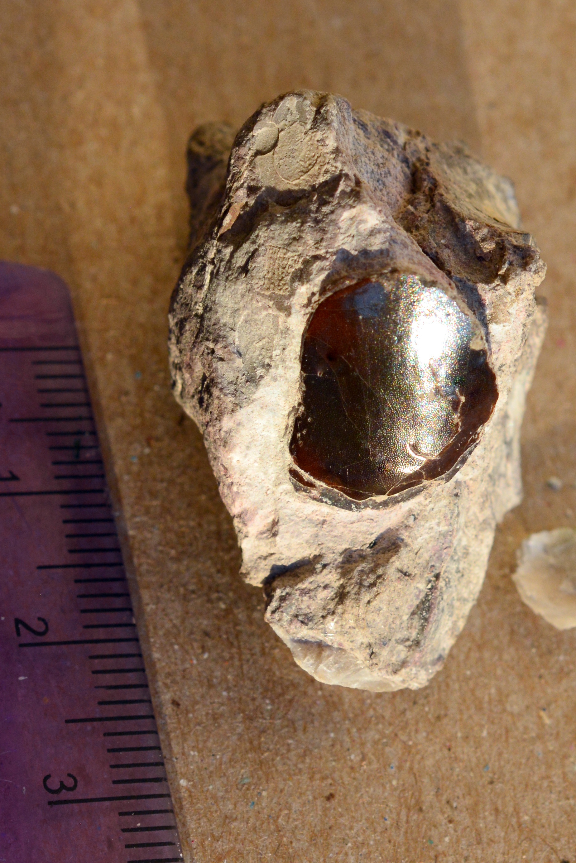 Pink Fossils and Glass - Fossil ID - The Fossil Forum