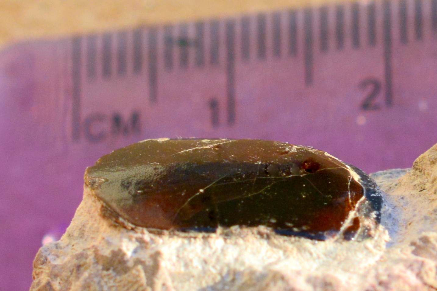 Pink Fossils and Glass - Fossil ID - The Fossil Forum