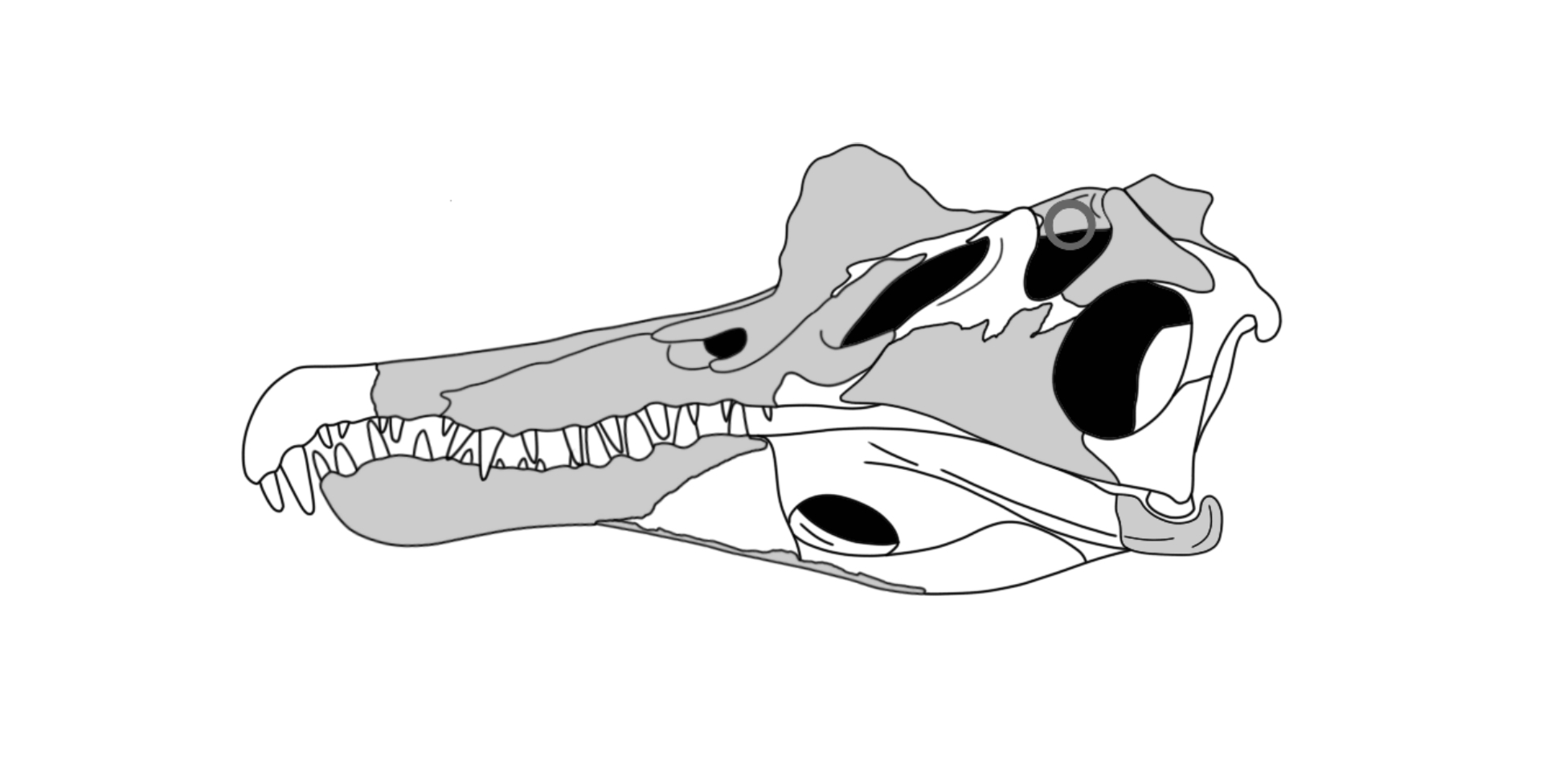 Spinosaurus Reconstruction - Page 4 - General Fossil Discussion - The ...